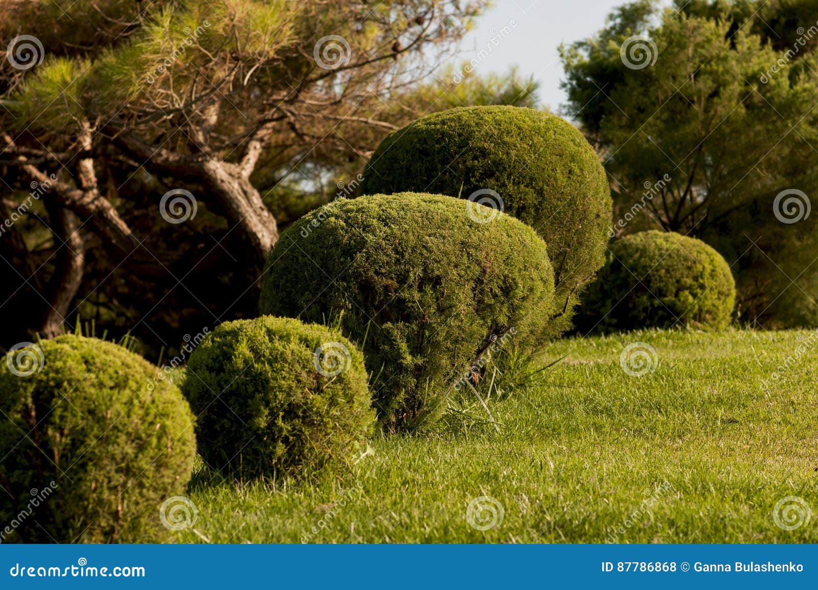 Spherical boxwood bush stock photo. Image of leaf, shrub - 87786868