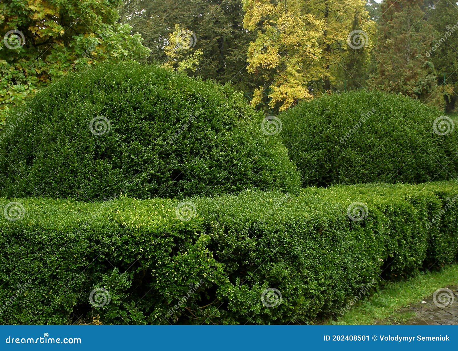 Spherical Bushes in the Park for Two Consecutive Along the Hedges Stock ...