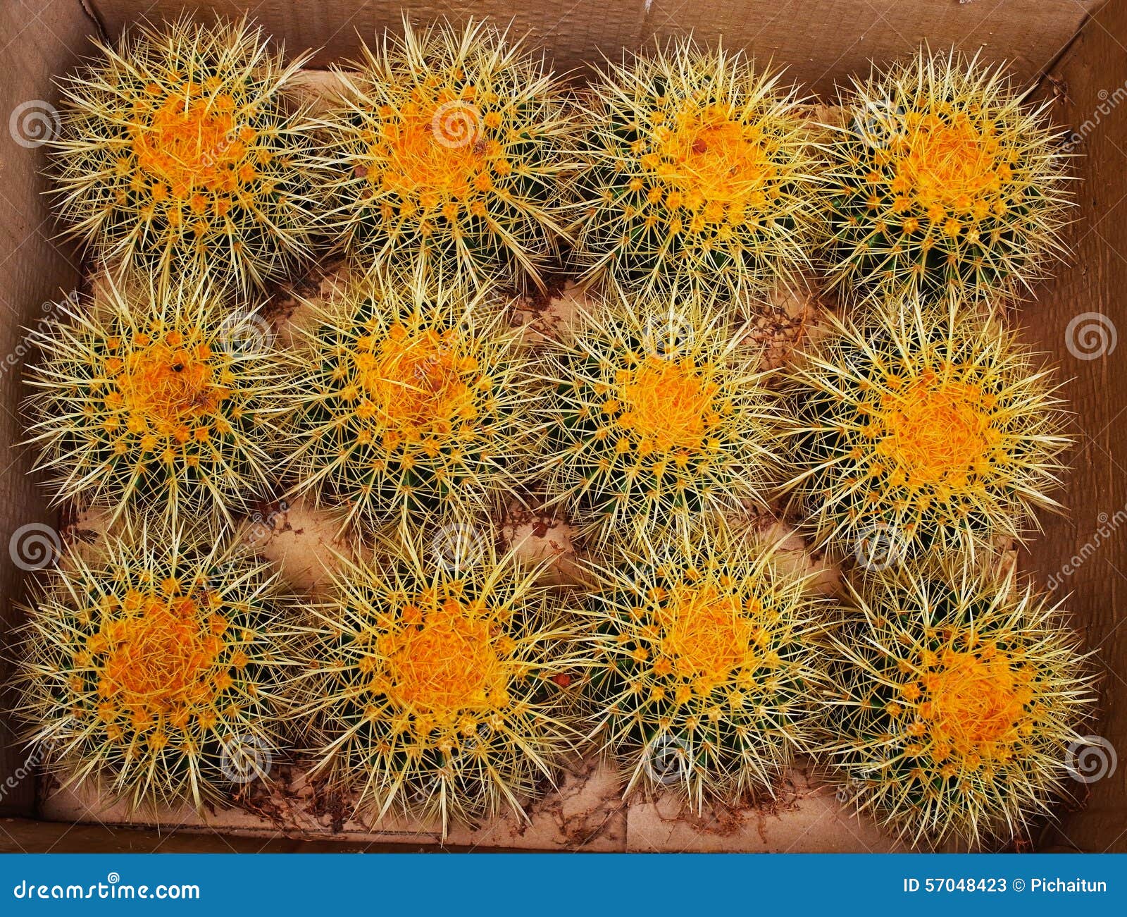 Spherical cacti stock image. Image of circular, cacti - 57048423
