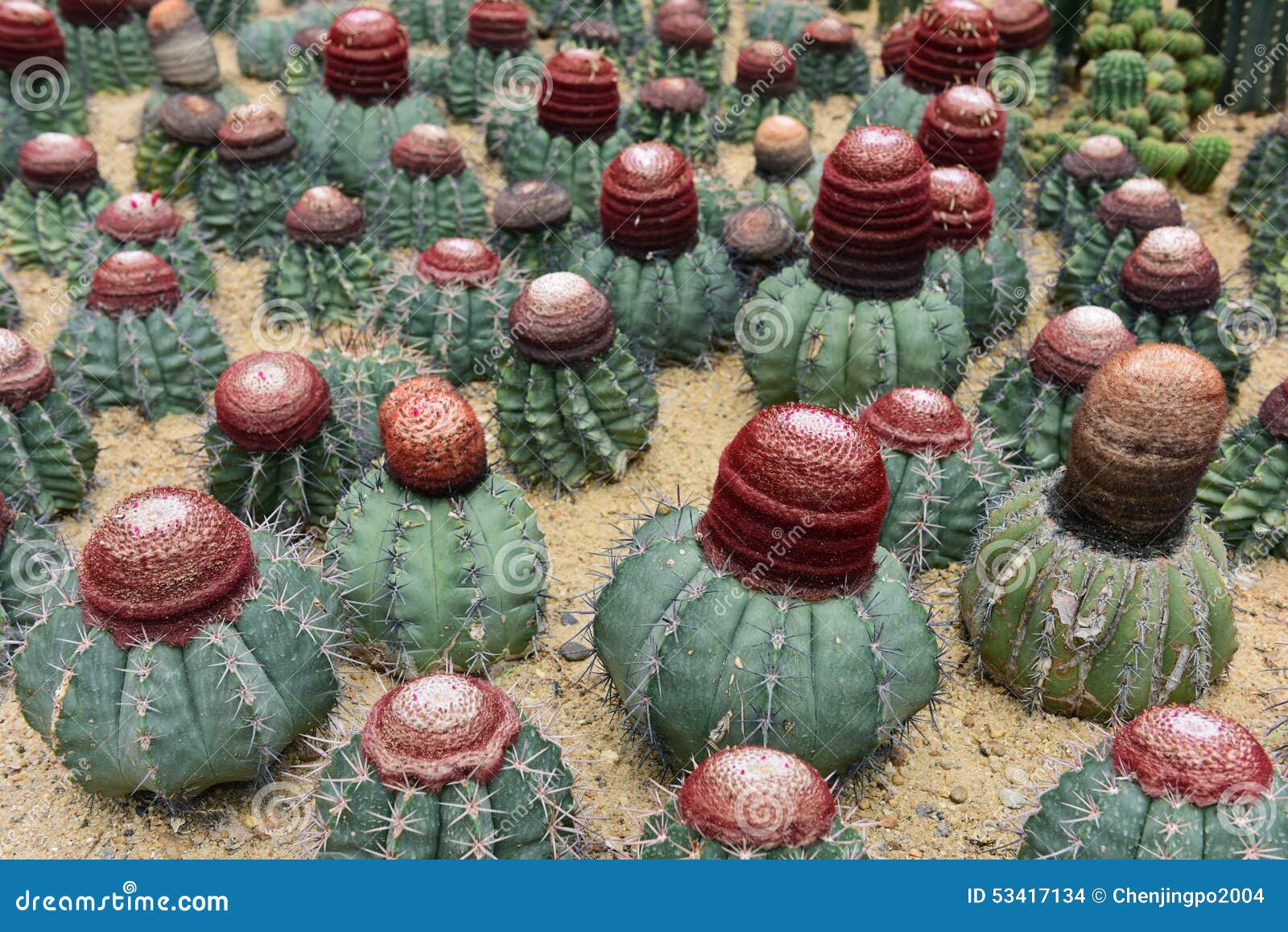 The spherical cactus stock photo. Image of bush, succulence - 53417134