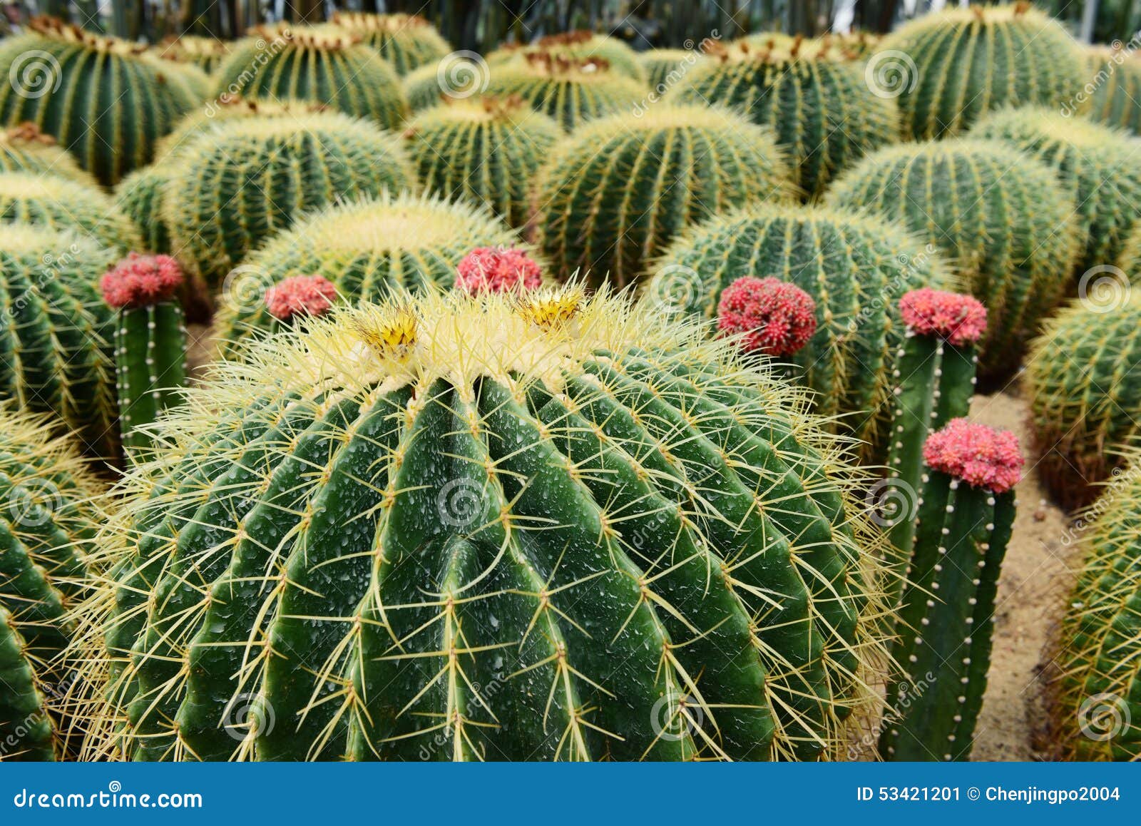 The spherical cactus stock image. Image of plant, thorn - 53421201
