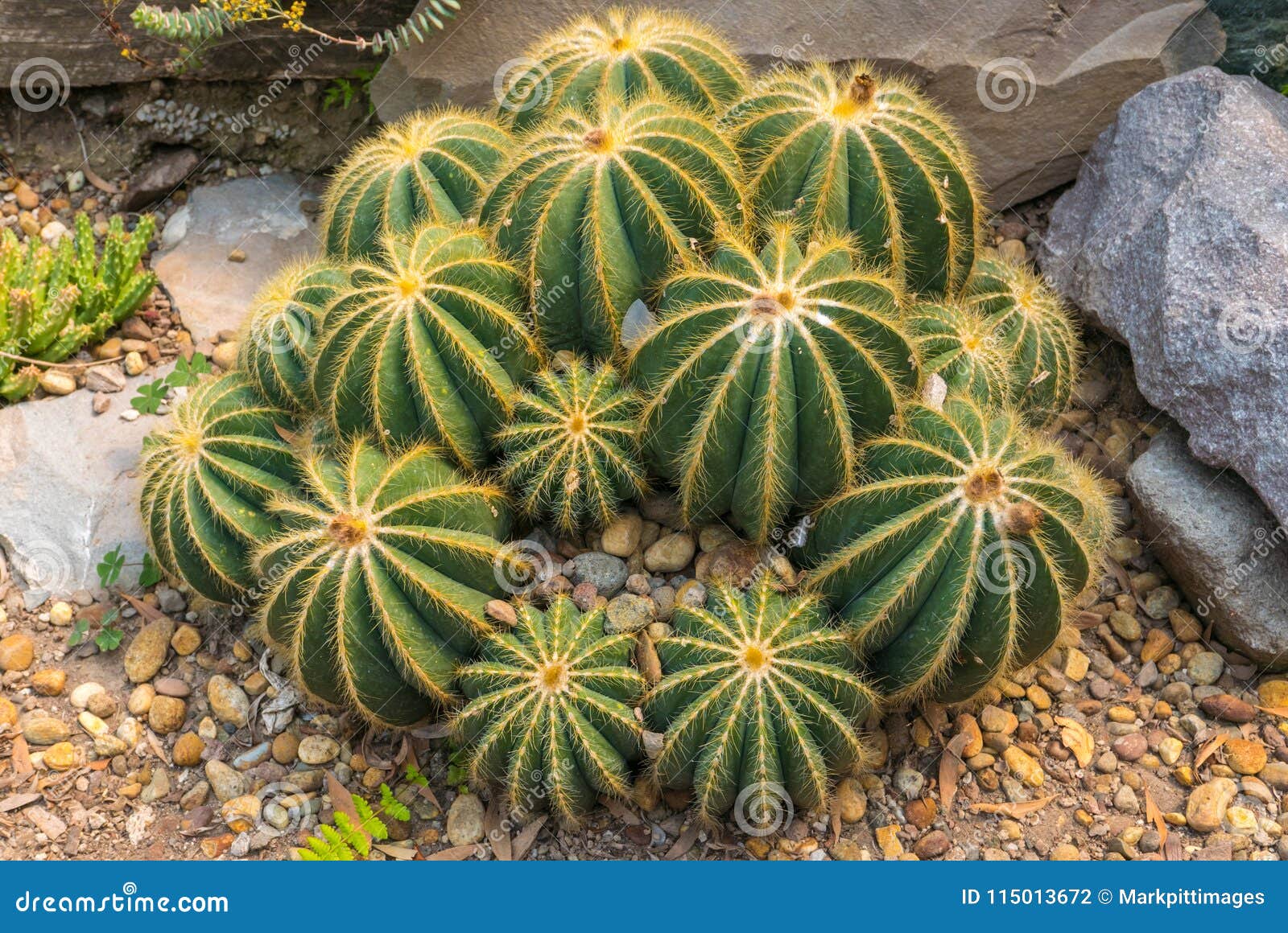 Spherical cactus Ecuador stock photo. Image of garden - 115013672
