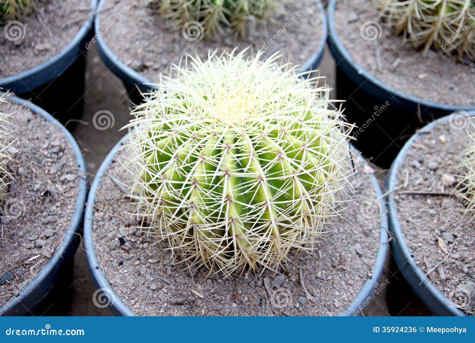 Spherical Cactus in Jardiniere. Stock Photo - Image of rural, cactus ...