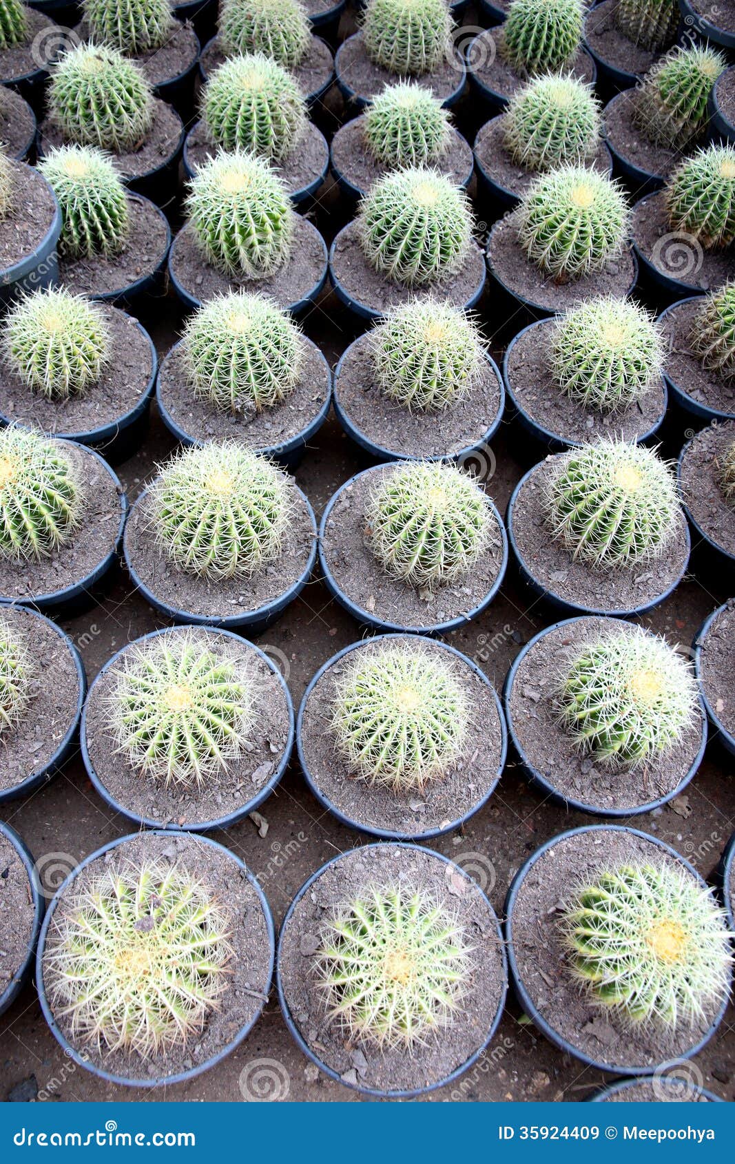 Spherical Cactus in Jardiniere. Stock Image - Image of flower, natural ...