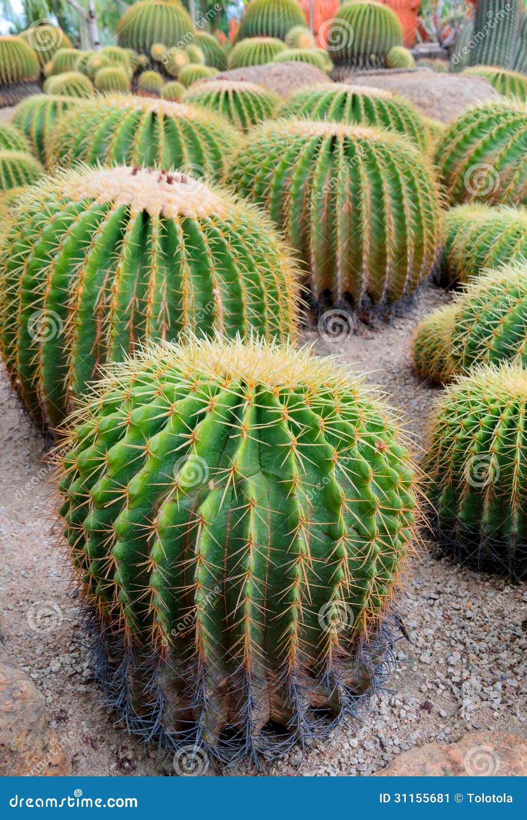 Spherical Cactus in the Park Stock Image - Image of closeup, green ...