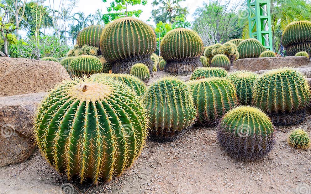 Spherical Cactus in the Park Stock Photo - Image of nature, flower ...