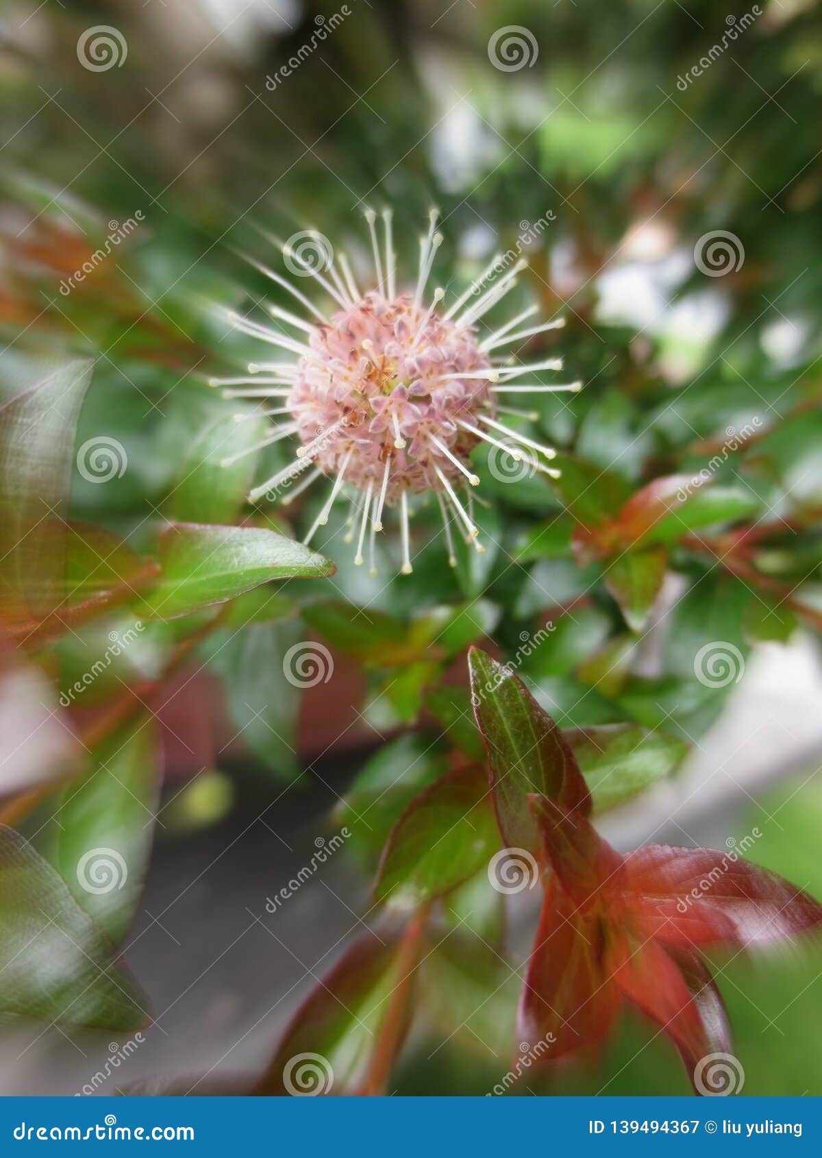 The Spherical Flower Stock Image | CartoonDealer.com #139494367
