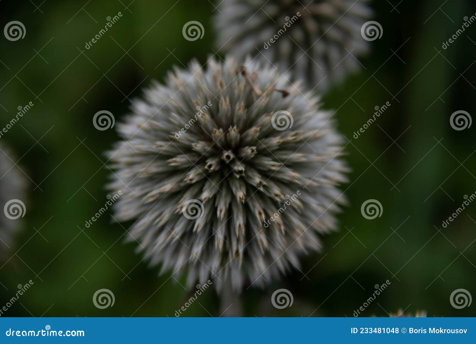 Spherical Gray Buds of a Prickly Plant Close Up Stock Photo - Image of ...