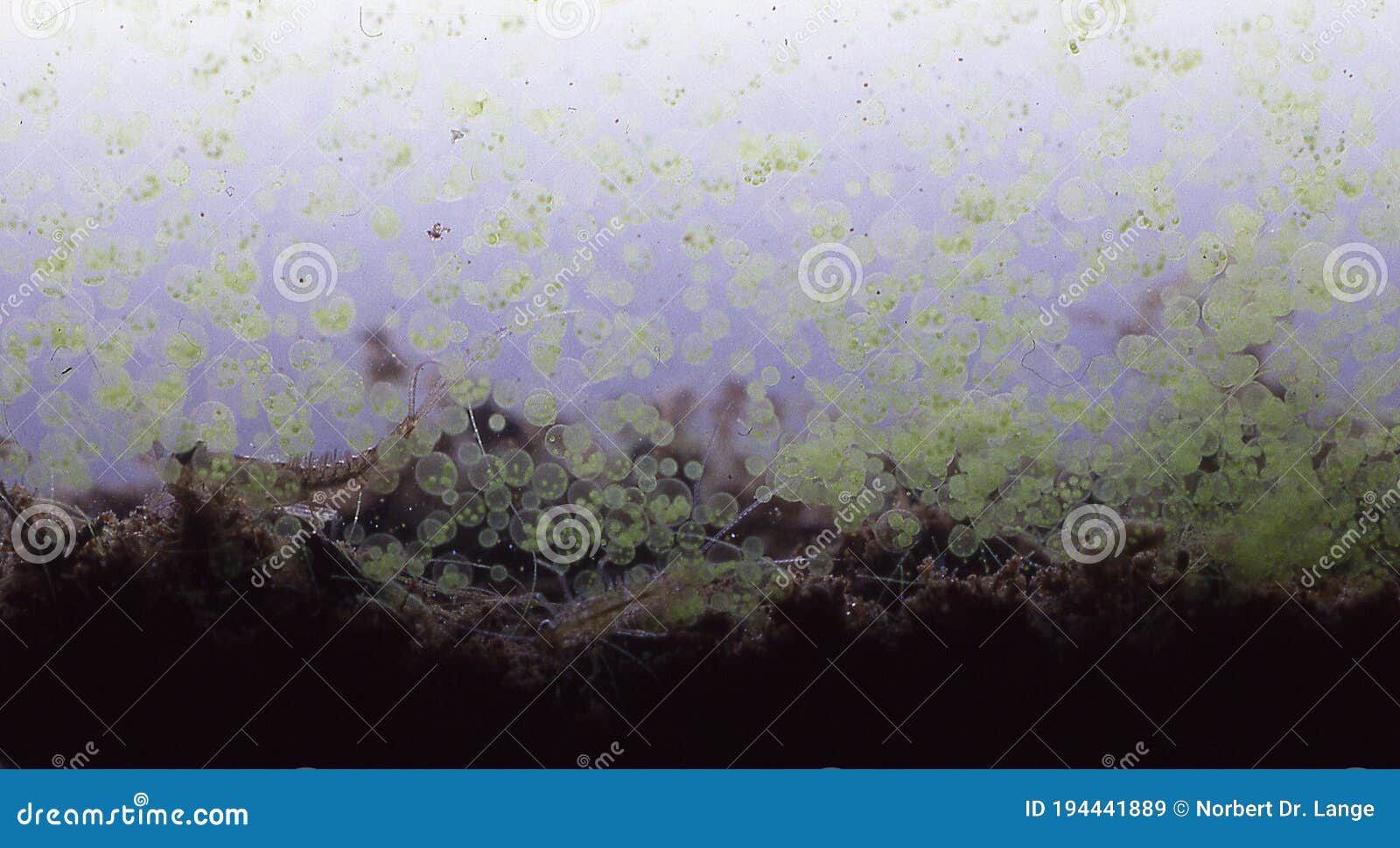 Spherical Green Algae Volvox Stock Image - Image of swimming, swim ...