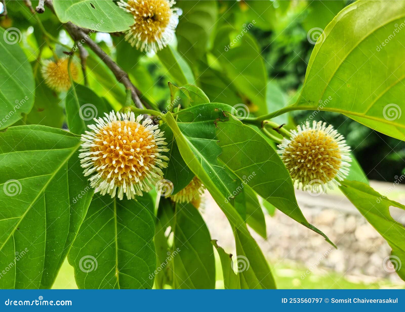 Nauclea orientalis tree stock image. Image of blossom - 253560797