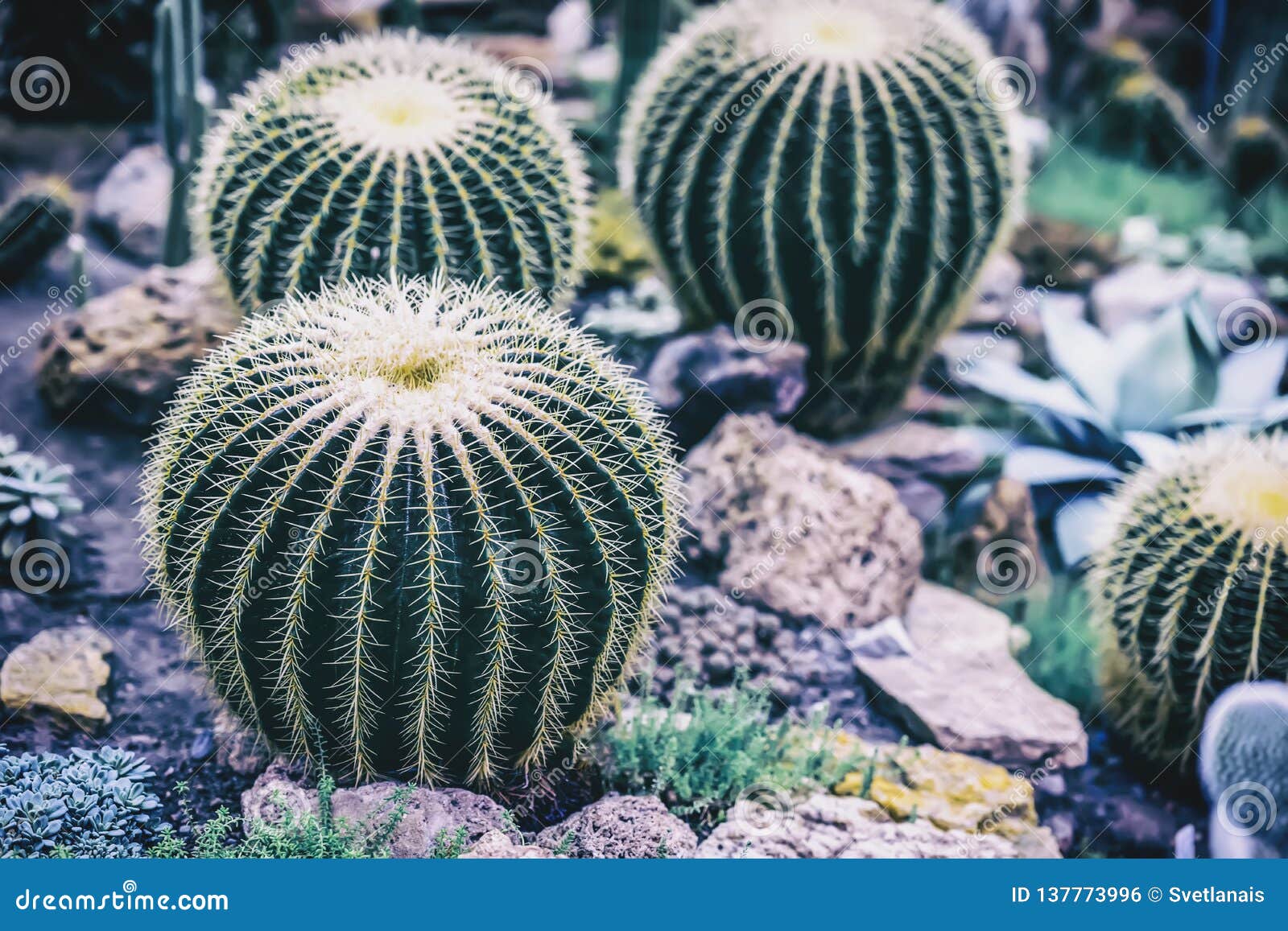 Spherical Large Cacti in the Landscape, Exotic Spiny Botanical ...