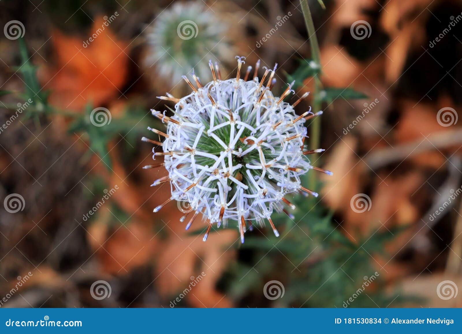 Spherical flower stock photo. Image of green, botanical - 181530834