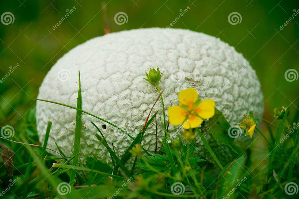 Spherical mushroom stock image. Image of spores, young - 1264037