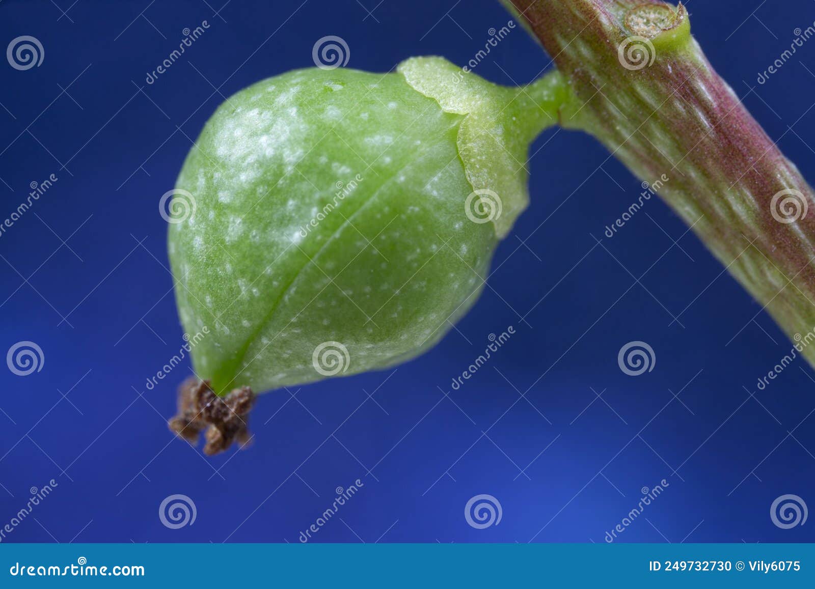 An Unopened Poplar Fruit with a Stalk on the Maternal Process Stock ...