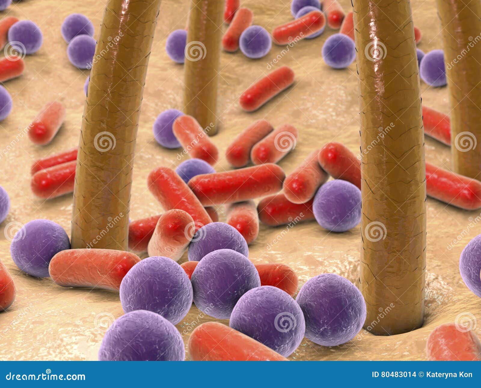 Spherical and Rod-shaped Bacteria on Skin with Hairs Stock Illustration ...