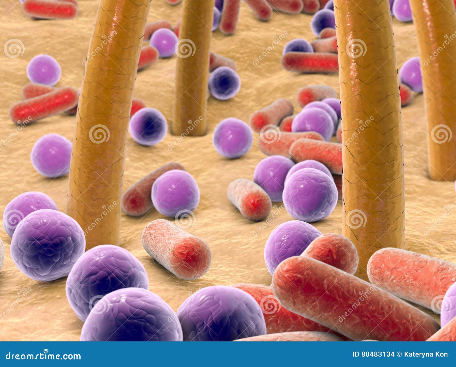 Spherical And Rod-shaped Bacteria On Skin With Hairs Stock Illustration ...