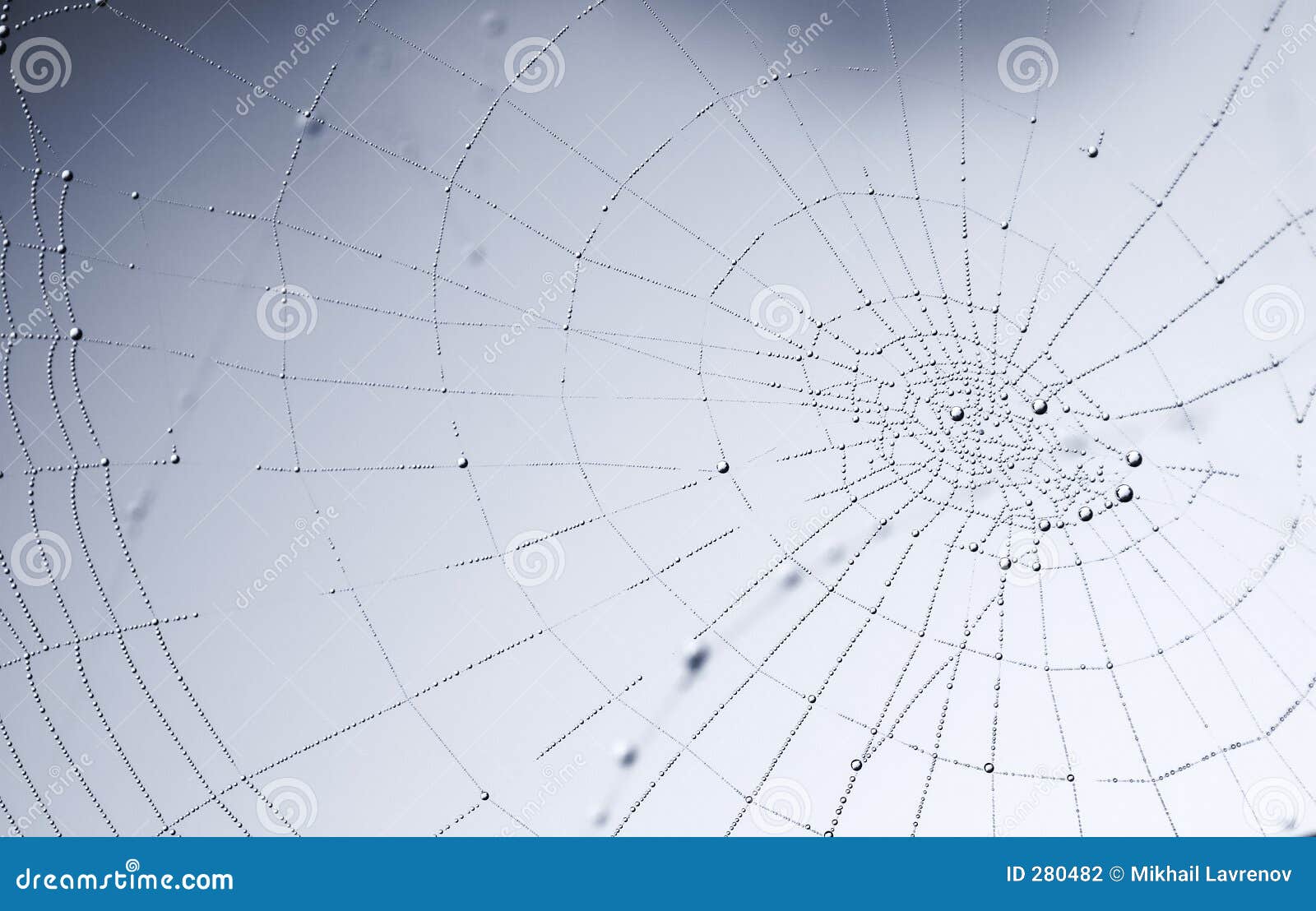 Spherical Shiny Dew Drops on the Spider Web Stock Photo - Image of ...