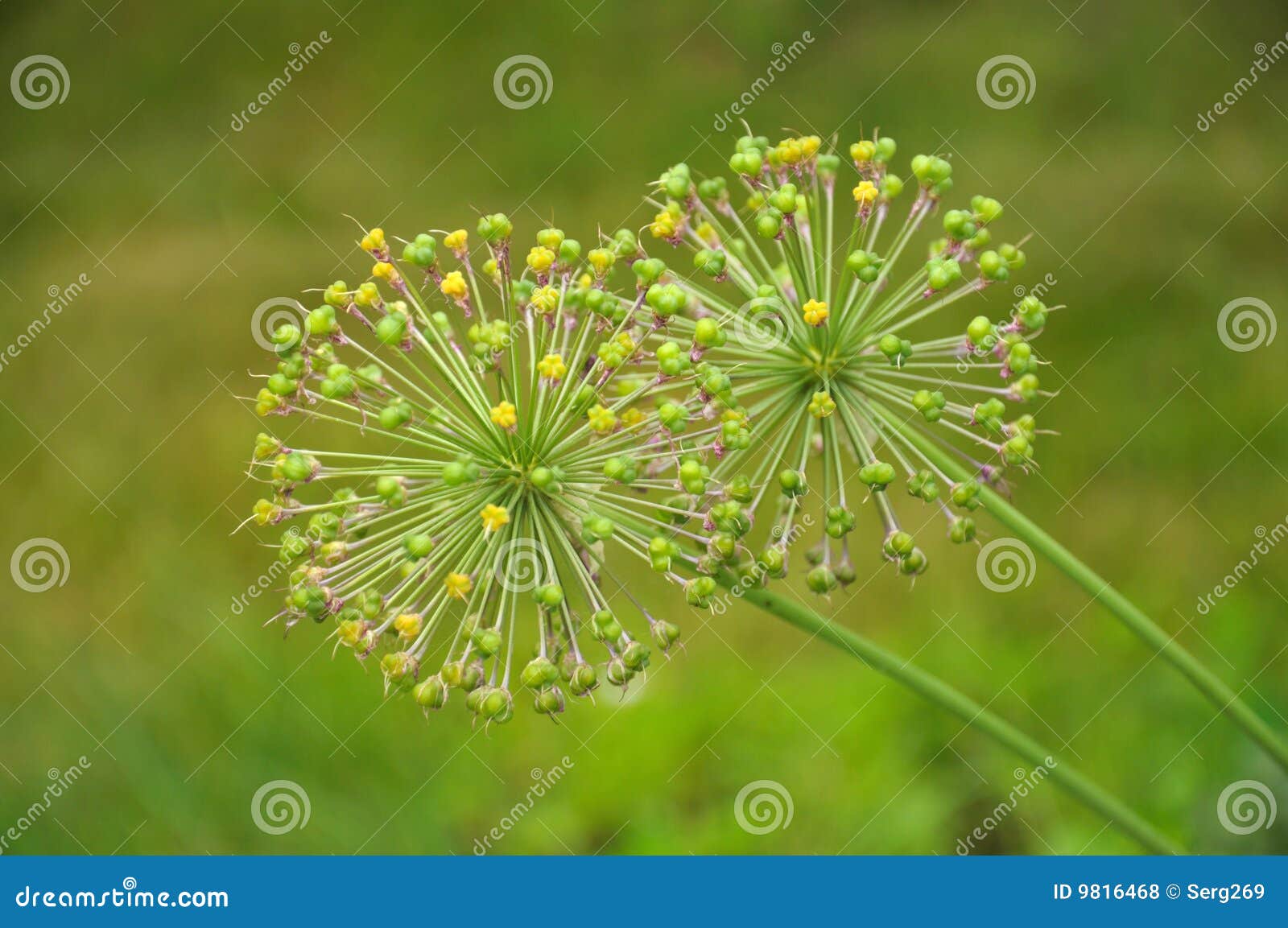 Spherical spring flower stock photo. Image of green, bright - 9816468