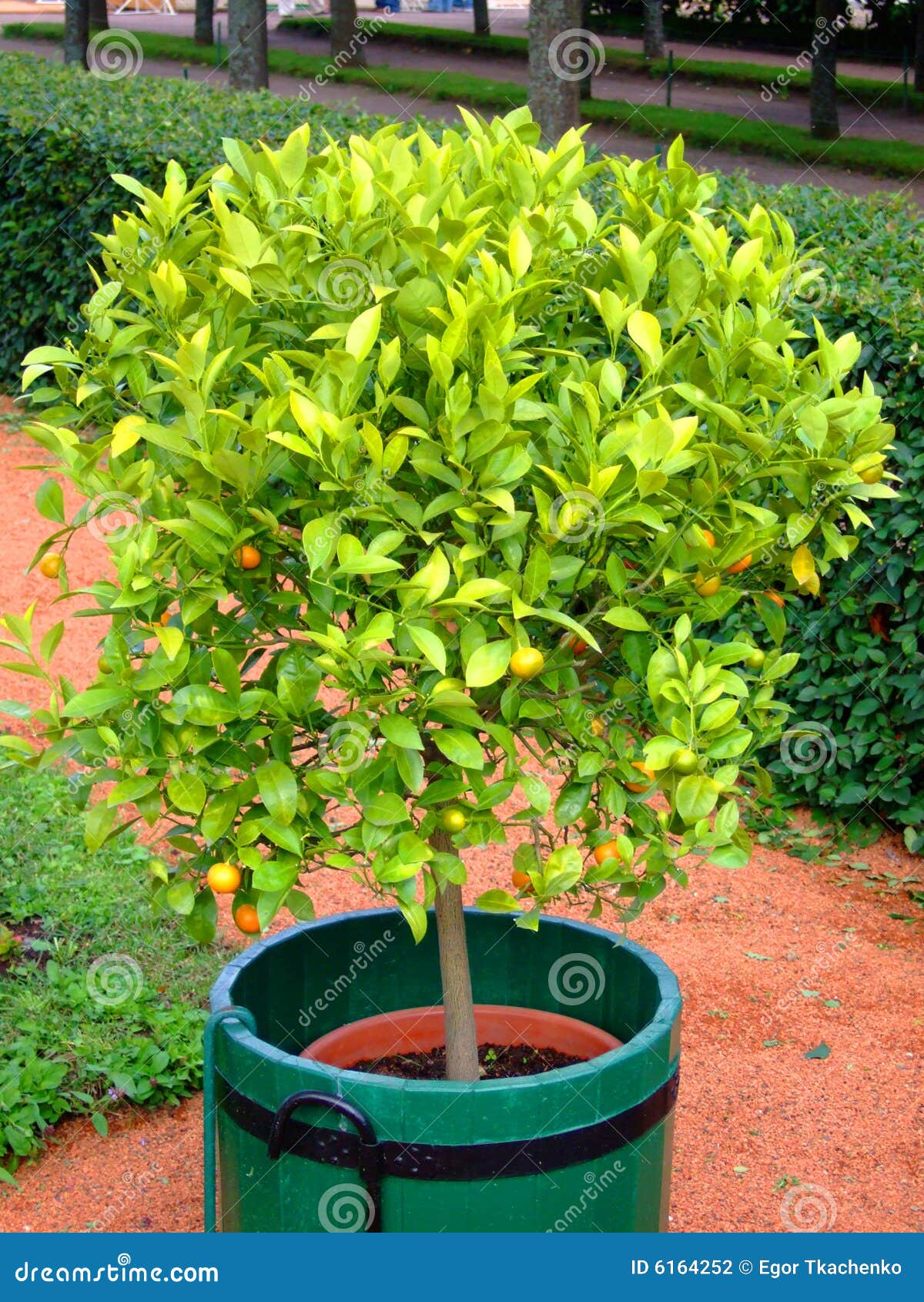 Spherical tree in a pot. stock photo. Image of lonely - 6164252