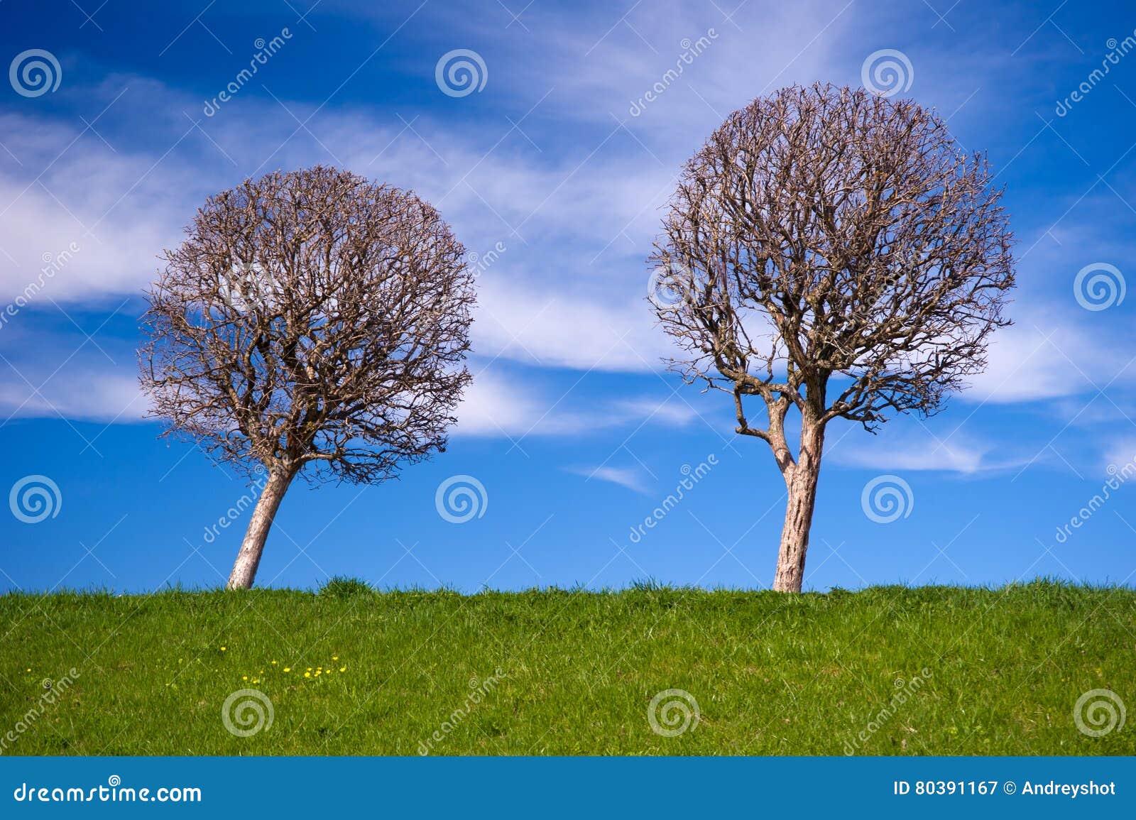 Spherical trees stock image. Image of meadow, naked, outdoor - 80391167