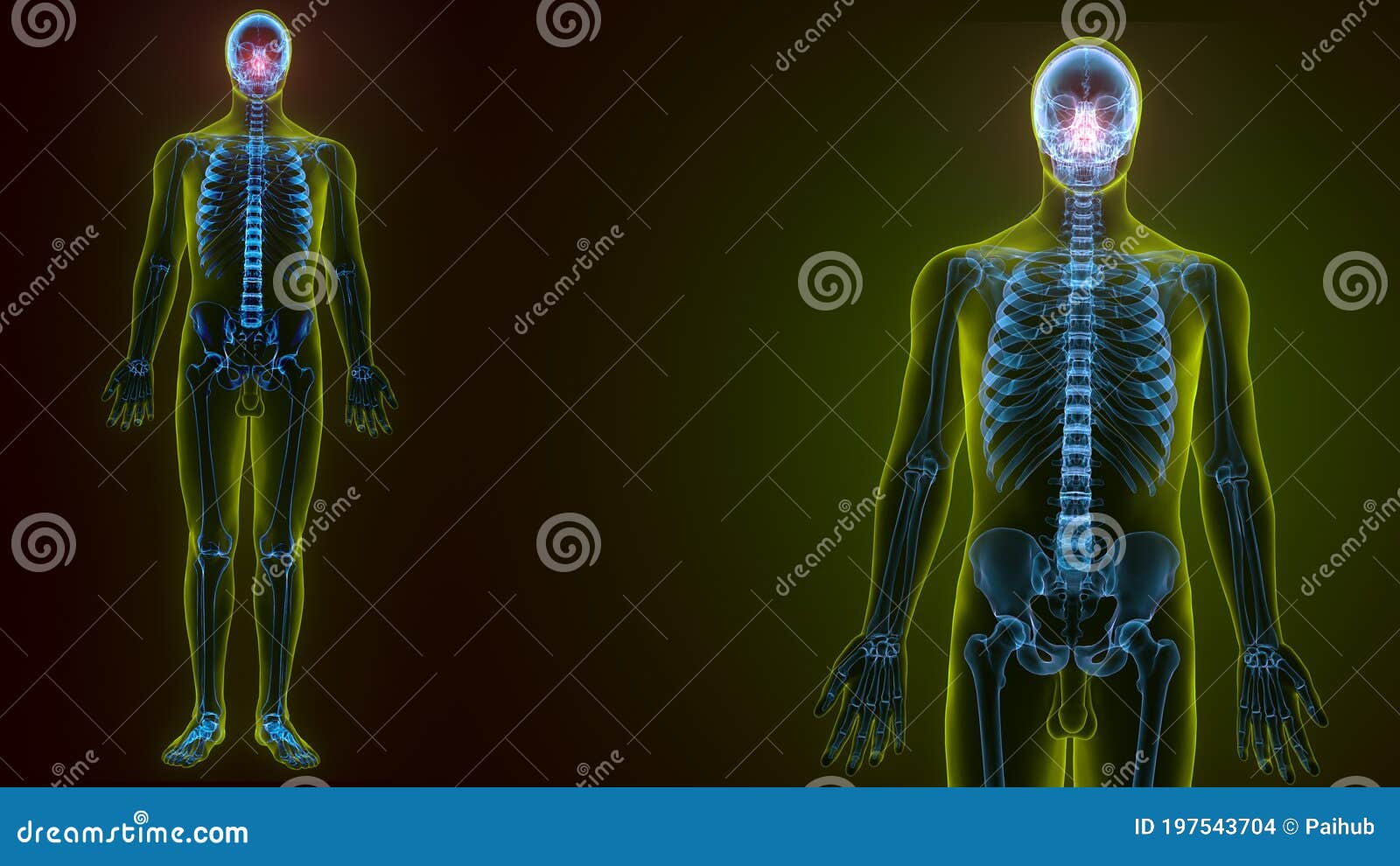 3d Illustration of Human Skeleton Skull Spheroid Bone Anatomy Stock ...