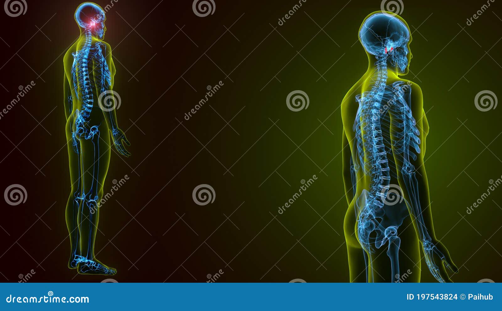 3d Illustration of Human Skeleton Skull Spheroid Bone Anatomy Stock ...