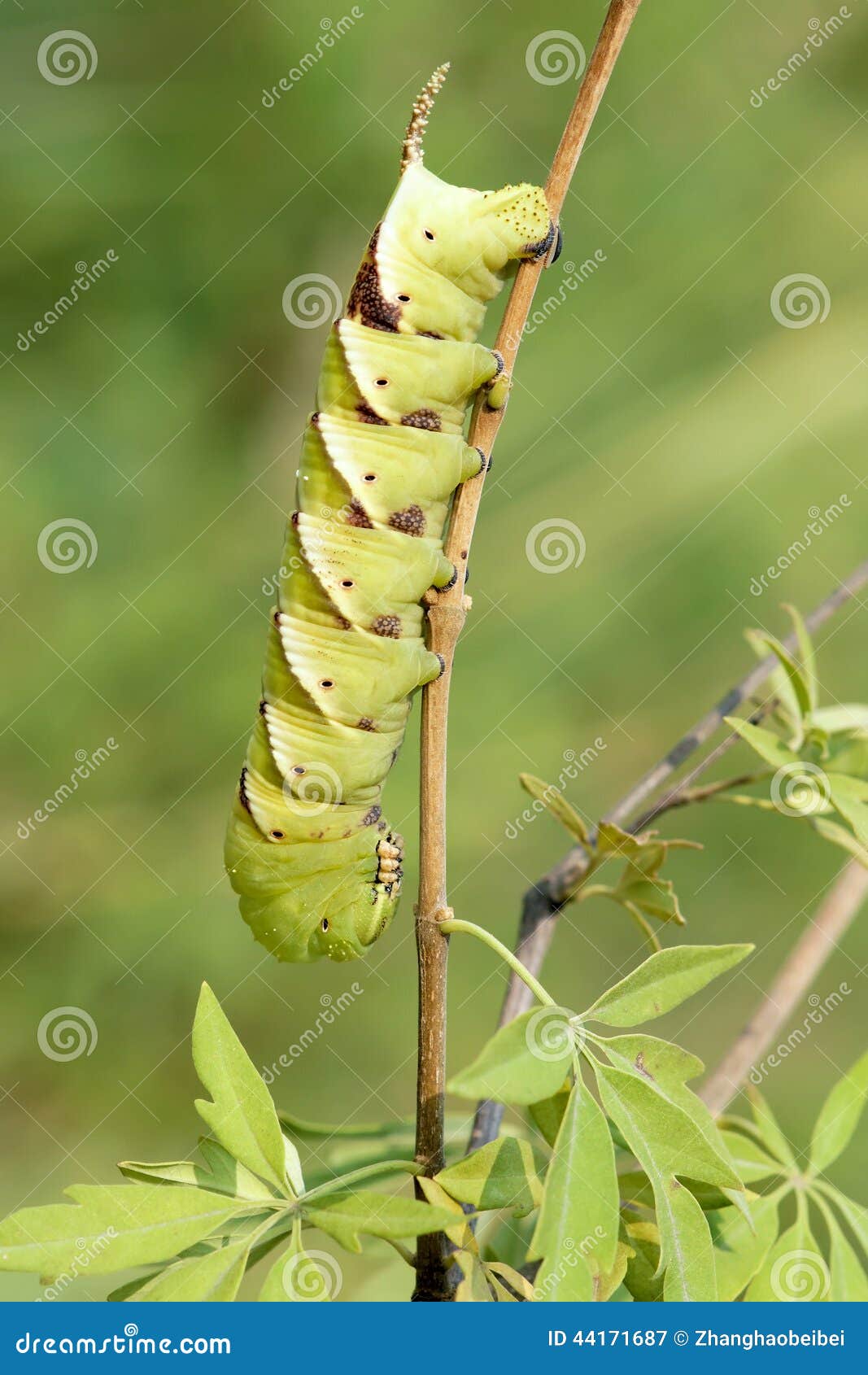 Sphingid幼虫 库存图片. 图片 包括有 昆虫, 毛虫, 重婚, 茴香, 生活, 幼虫, 敌意, 特写镜头 - 44171687