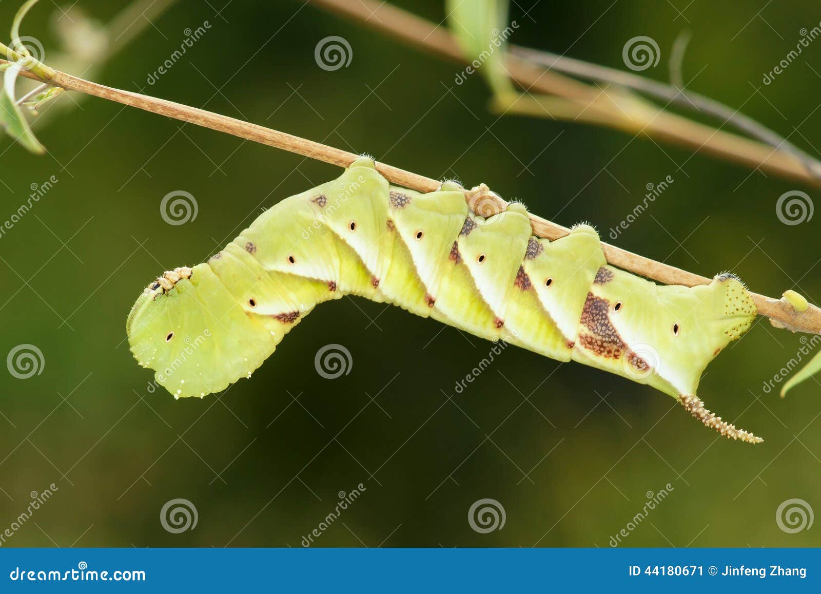 Sphingid幼虫 库存图片. 图片 包括有 关闭, 茴香, 昆虫, 通配, 重婚, 建立, 敌意, 生活 - 44180671