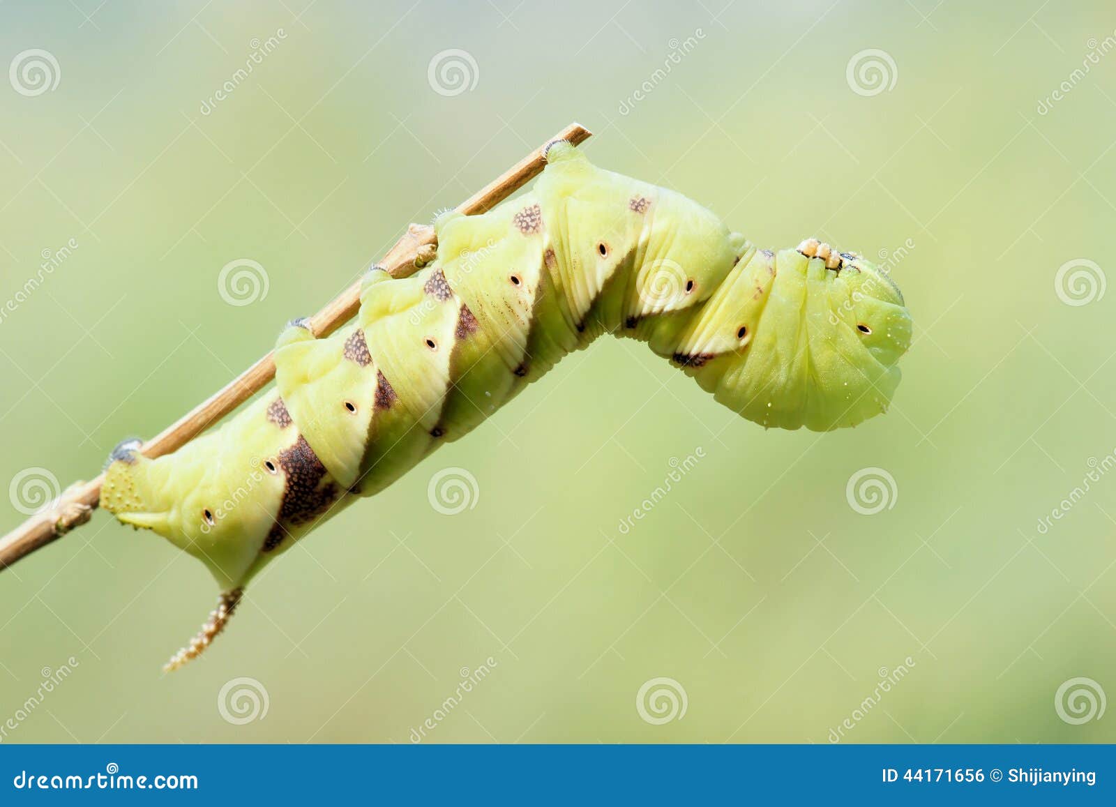 Sphingid larva stock photo. Image of animals, insects - 44171656