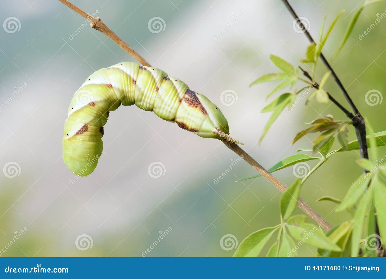 Sphingid larva stock photo. Image of insect, animals - 44171680
