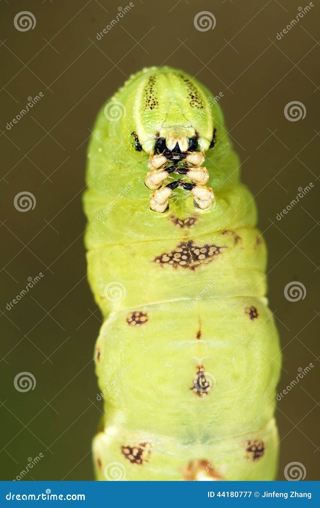 Sphingid larva stock image. Image of close, caterpillar - 44180777