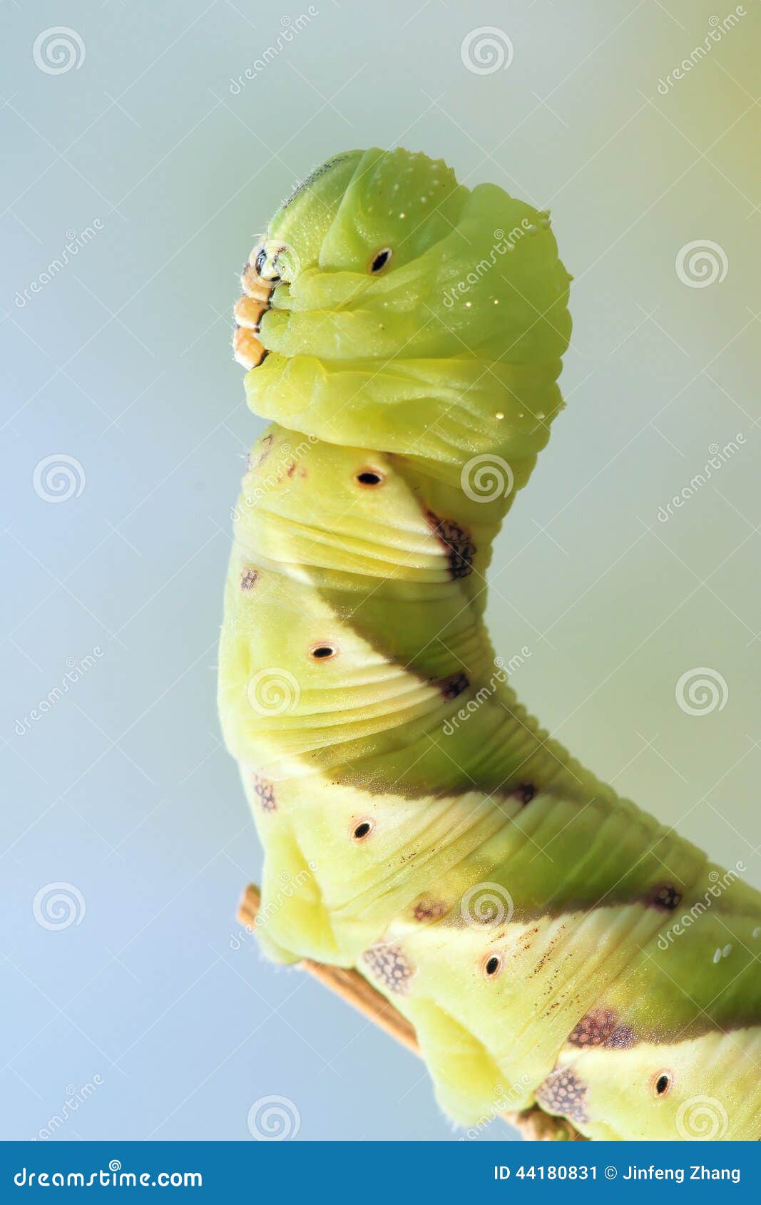 Sphingid larwa obraz stock. Obraz złożonej z insekt, dziki - 44180831