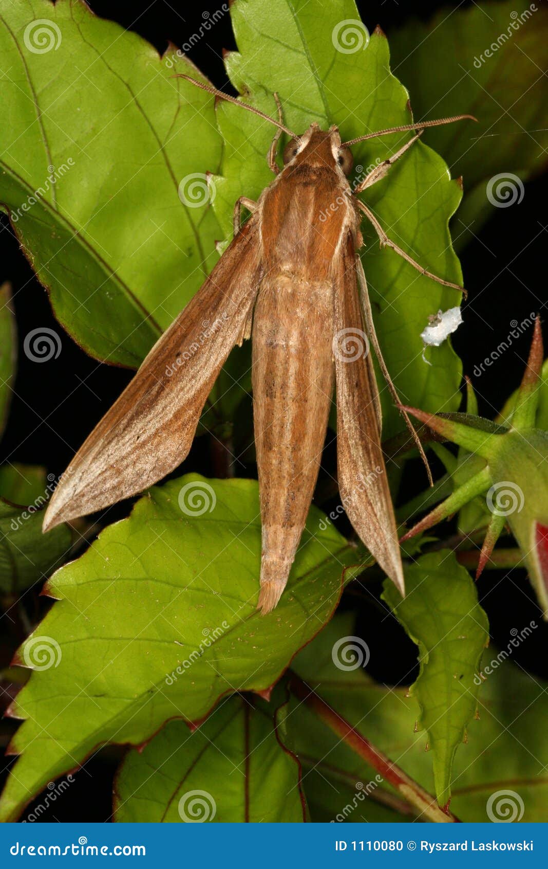 Sphingid on leaves stock photo. Image of plant, hawkmoth - 1110080