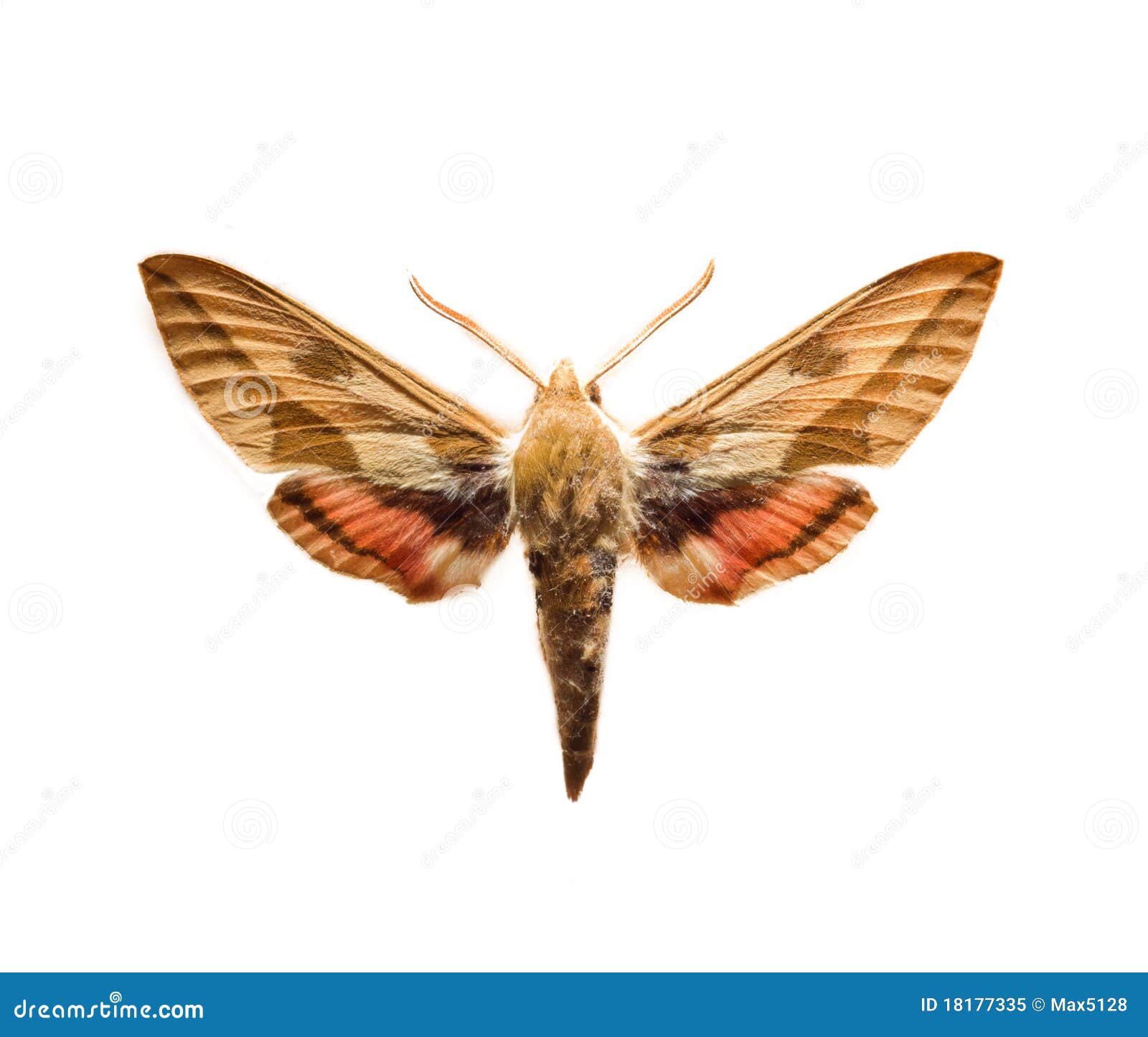 Sphingidae stock image. Image of close, photograph, render - 18177335