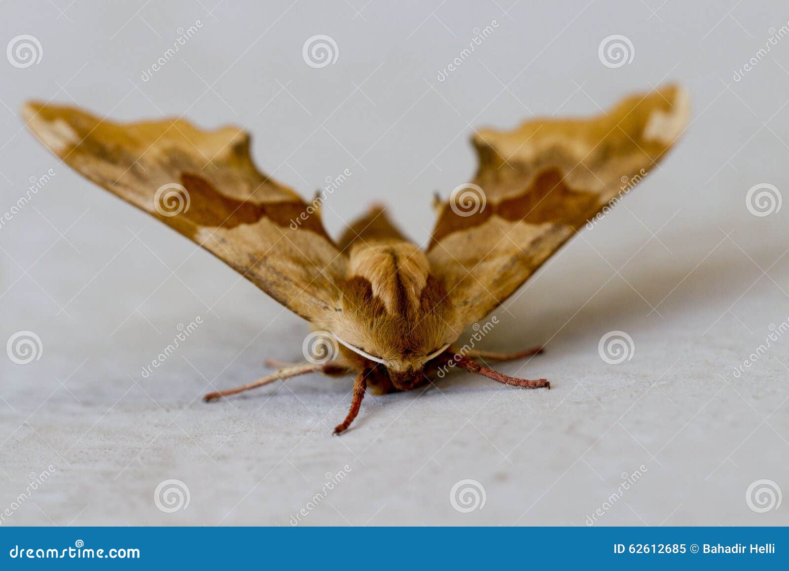 Sphingidae imagen de archivo. Imagen de polilla, esfinge - 62612685