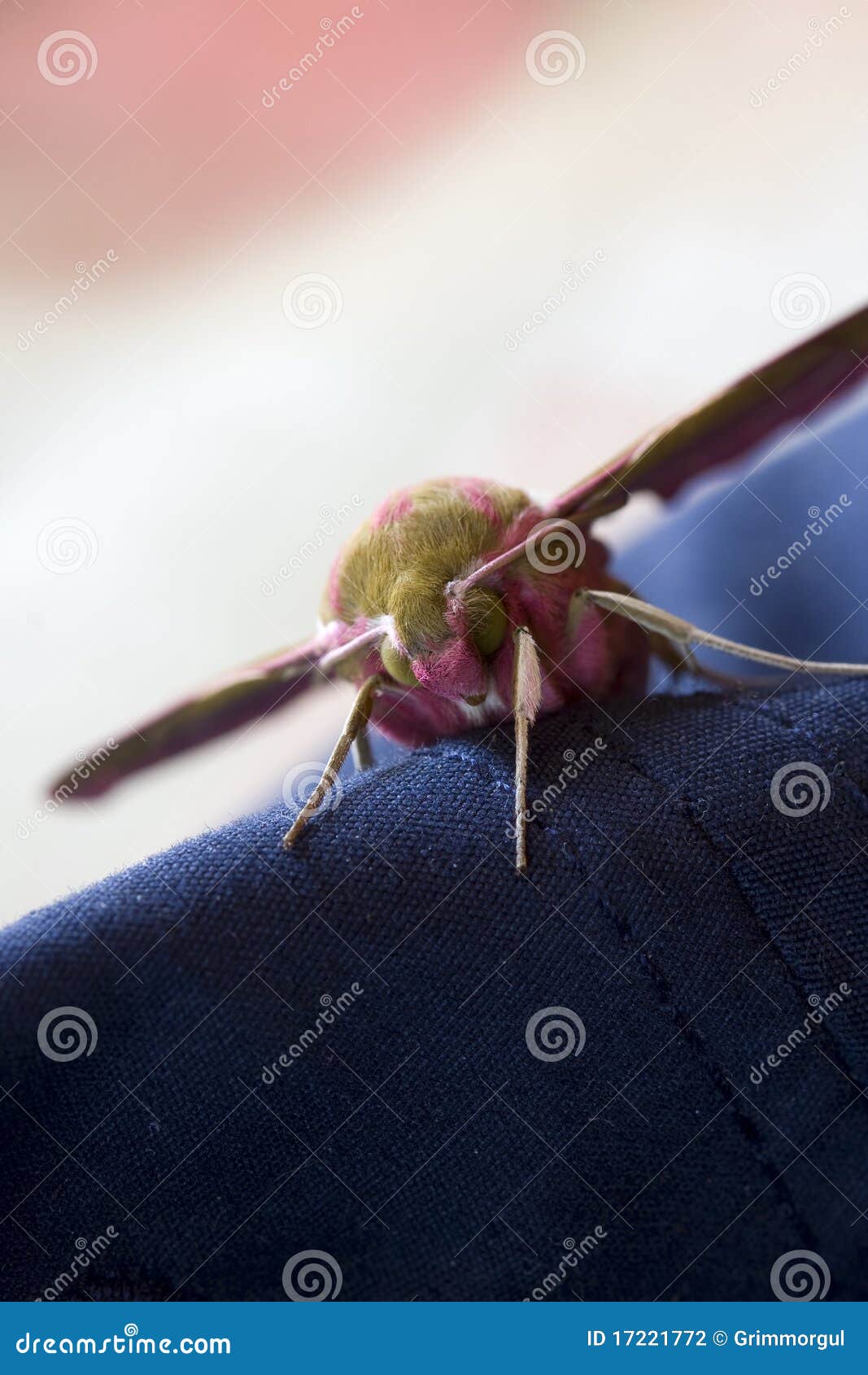 Sphingidae butterfly stock photo. Image of pink, insect - 17221772