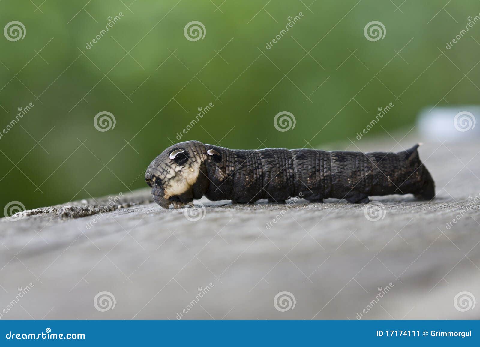 Sphingidae caterpillar stock image. Image of grub, wandering - 17174111