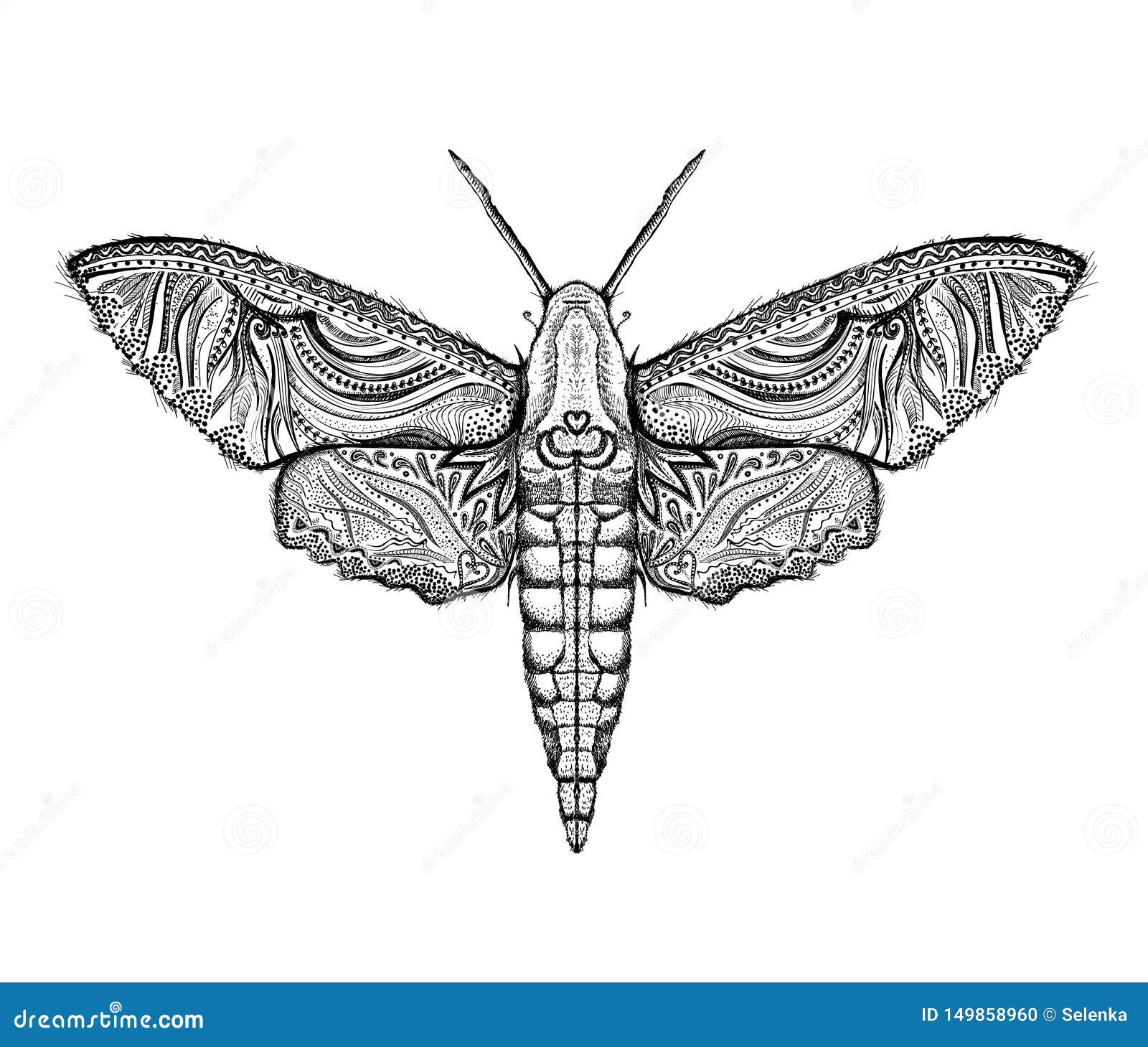 Sphingidae Hawk-moths Graphic Stock Vector - Illustration of insect ...