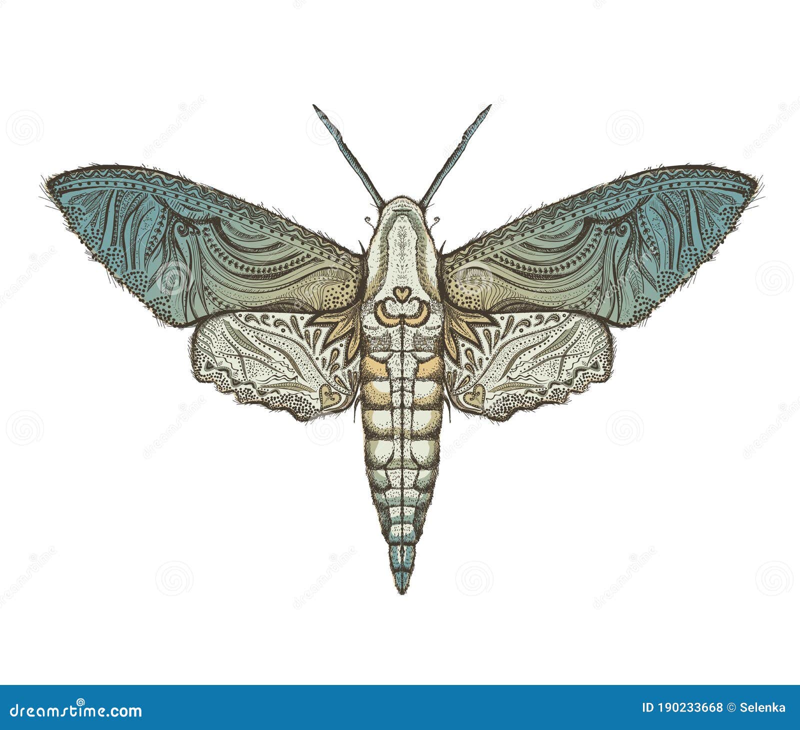 Sphingidae Hawk-moths Graphic Stock Vector - Illustration of nature ...
