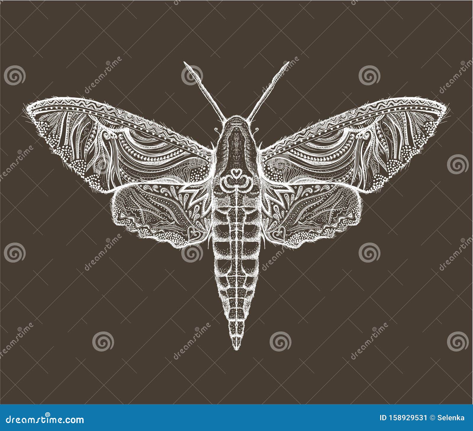 Sphingidae Hawk-moths Graphic Stock Vector - Illustration of background ...