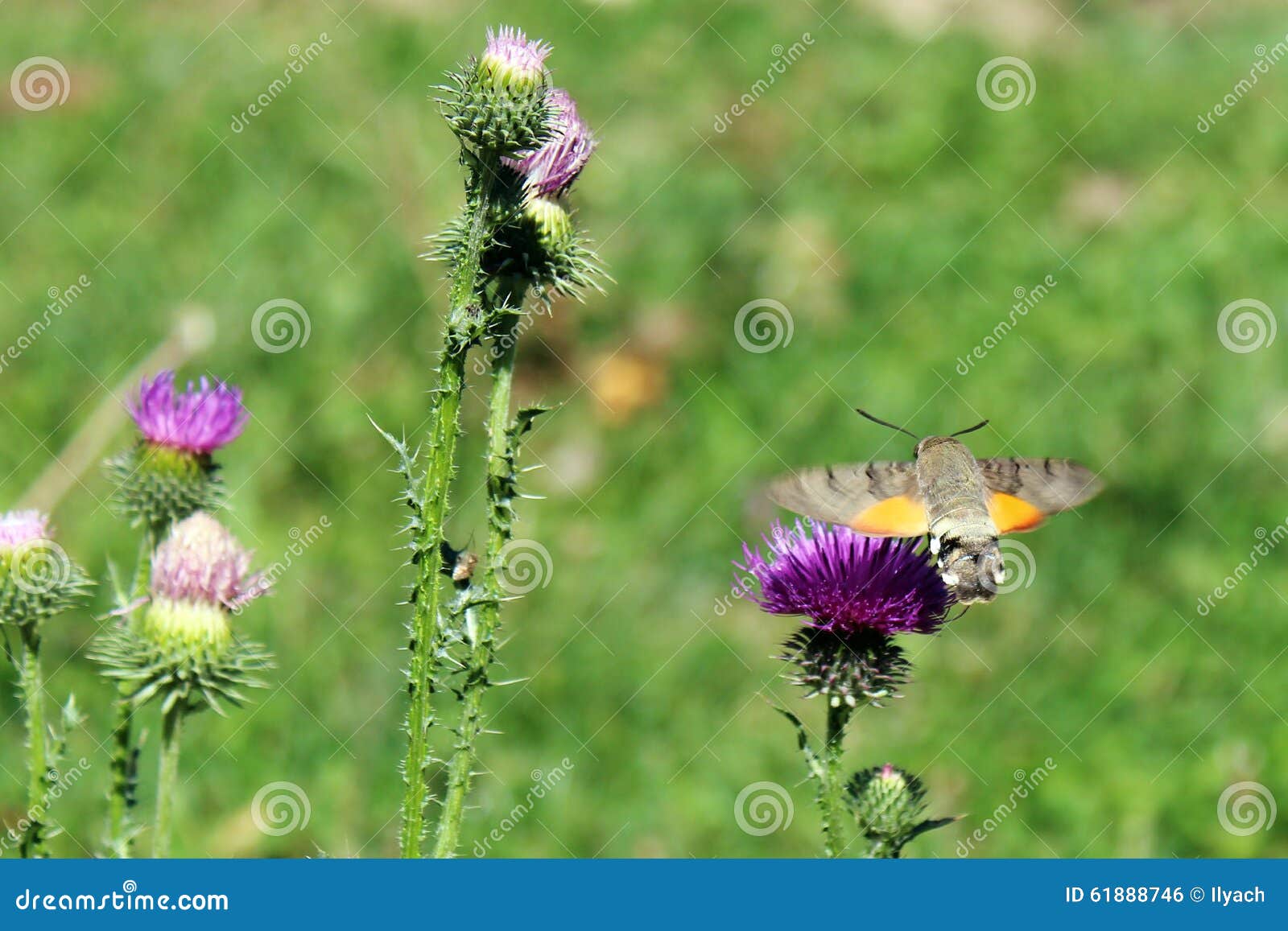 Sphingidae. Hummingbird Colibri Moth Stock Photo - Image of hornworms ...