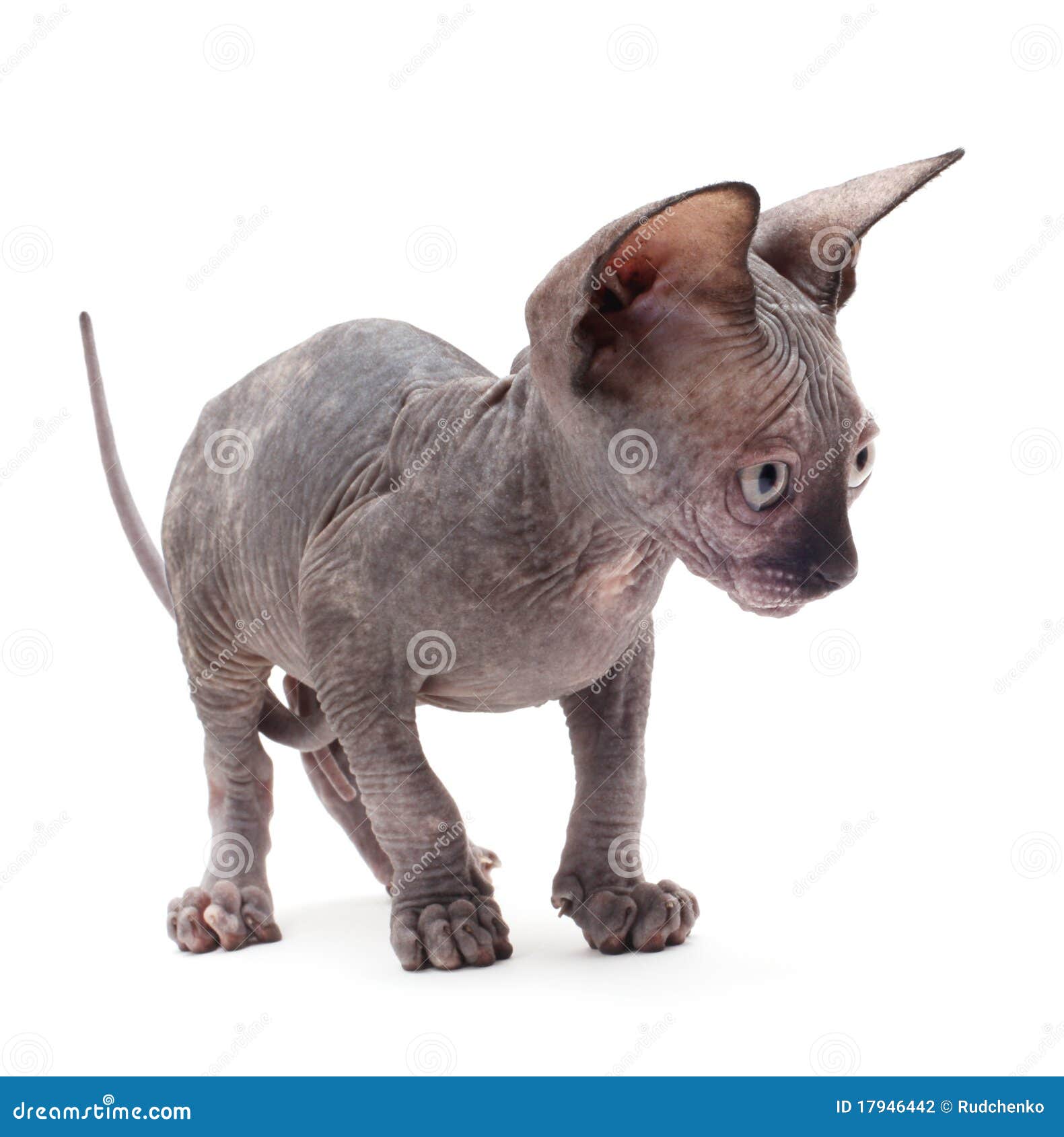 Sphinx cat stock photo. Image of domestic, claw, portrait - 17946442