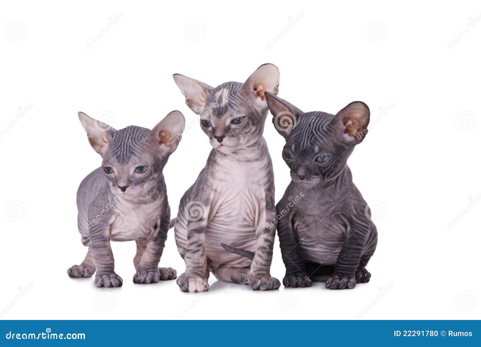 Sphinx cat stock photo. Image of kitty, isolated, pedigreed - 22291780