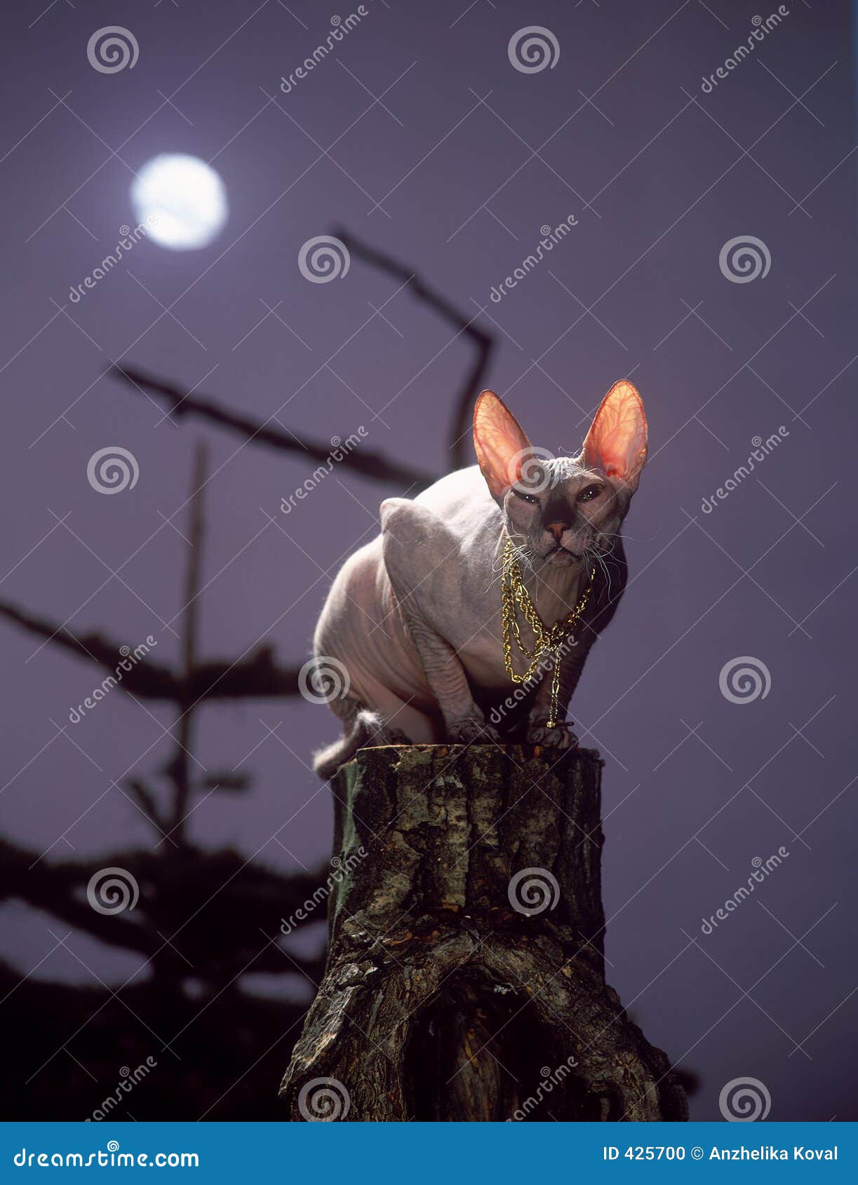 Sphinx Cat Stock Photo | CartoonDealer.com #425700