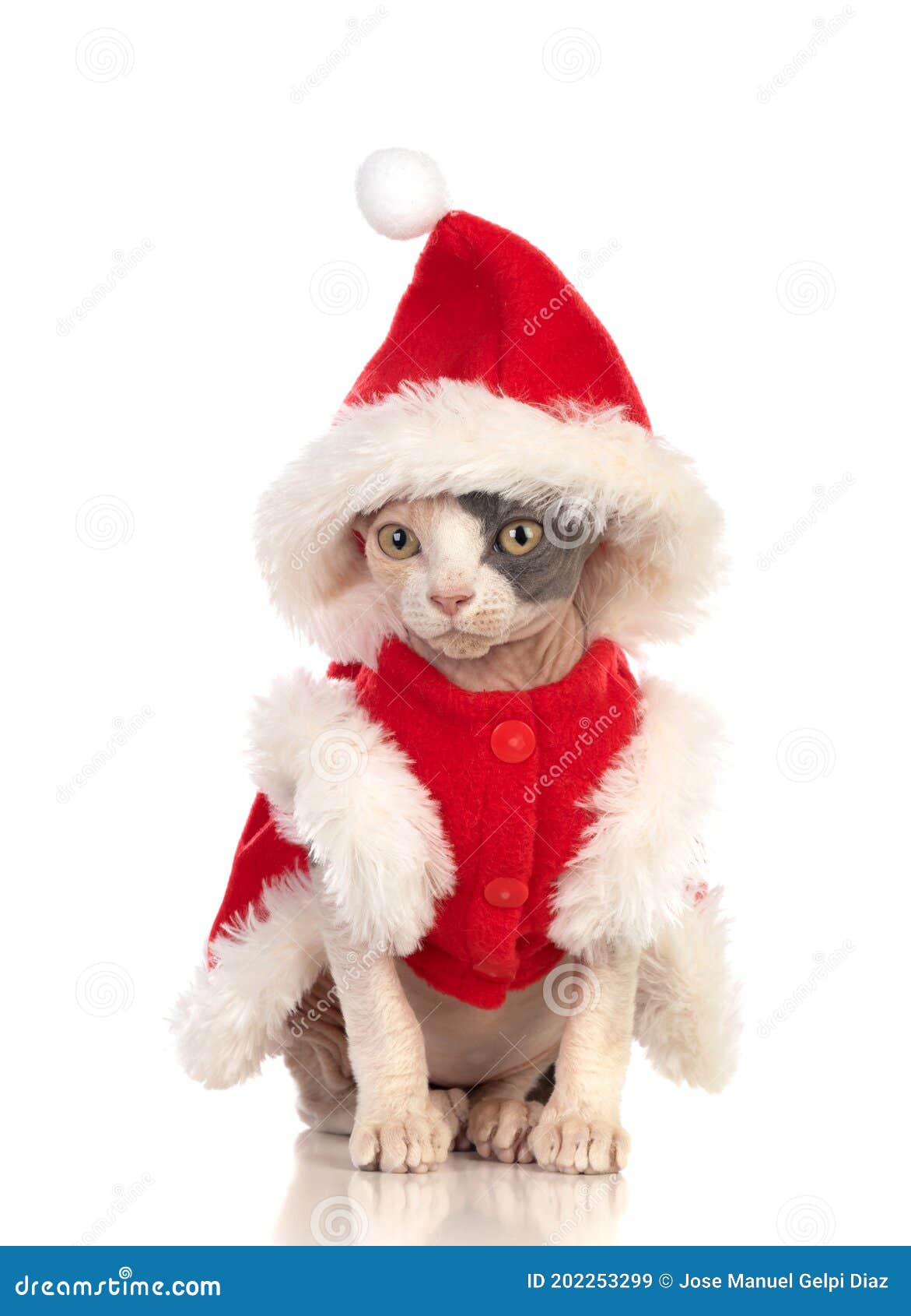 Sphinx Cat with Christmas Clothes Stock Image - Image of beautiful ...