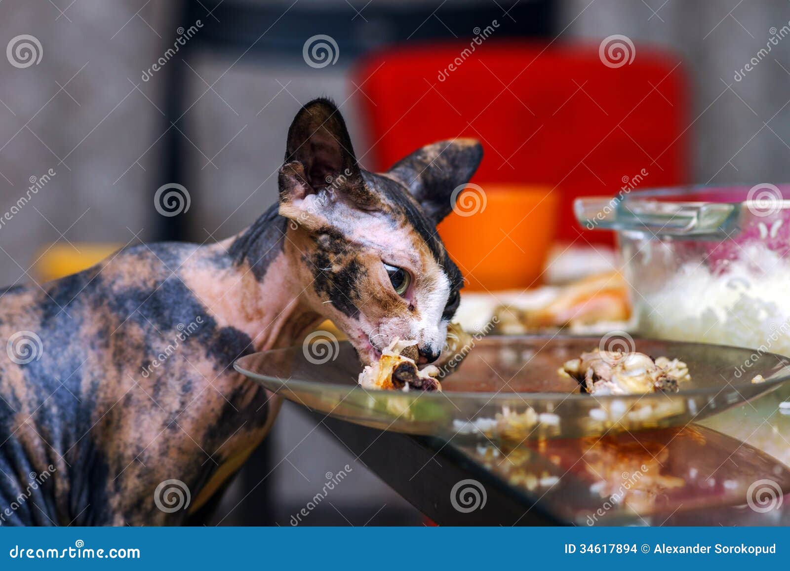 Sphinx cat eating chicken stock photo. Image of rare - 34617894
