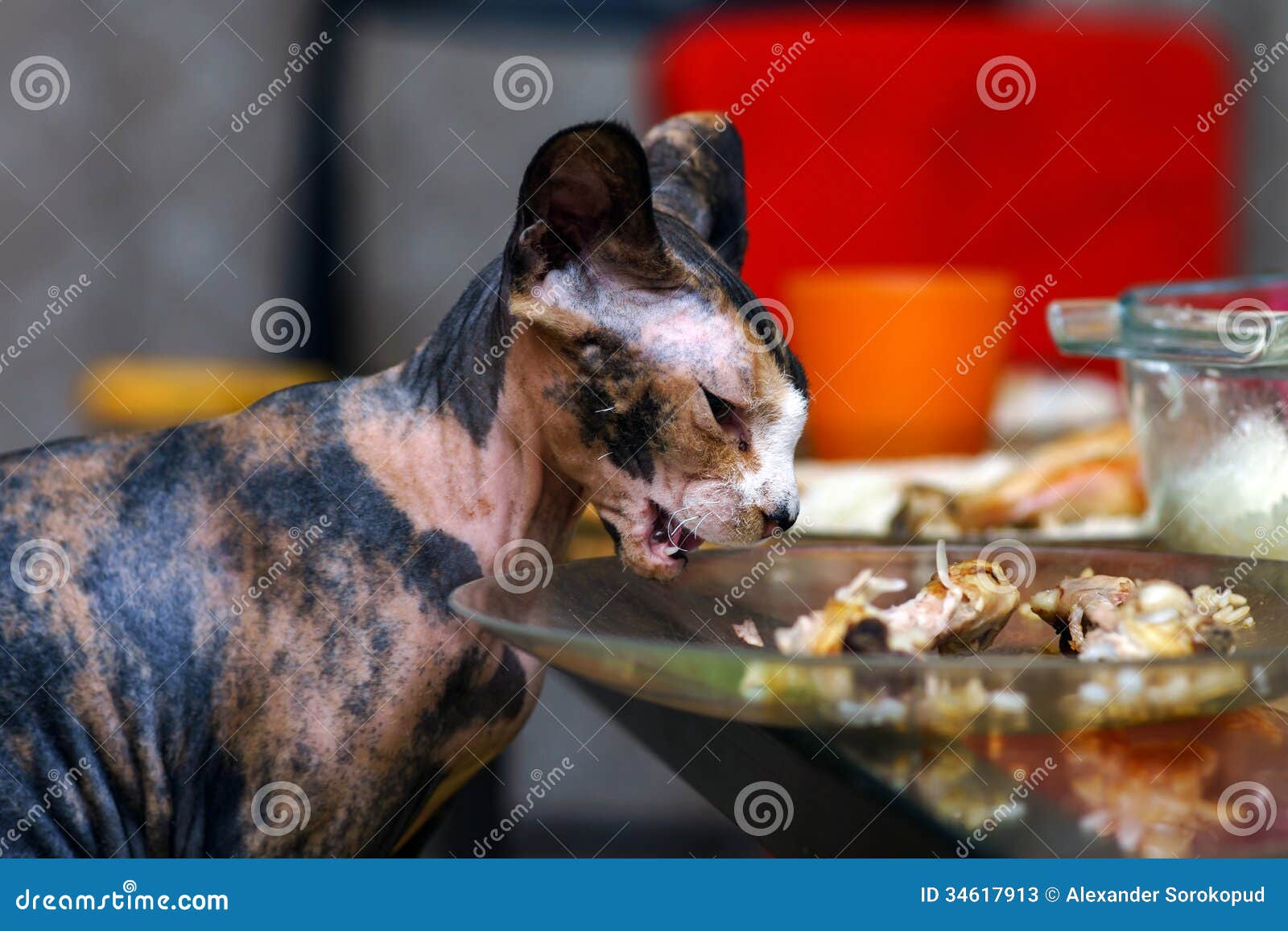 Sphinx cat eating chicken stock image. Image of mammal - 34617913