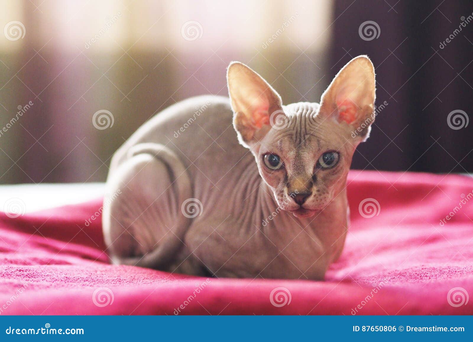Sphinx cat stock photo. Image of carnivoran, sphinx, vertebrate - 87650806