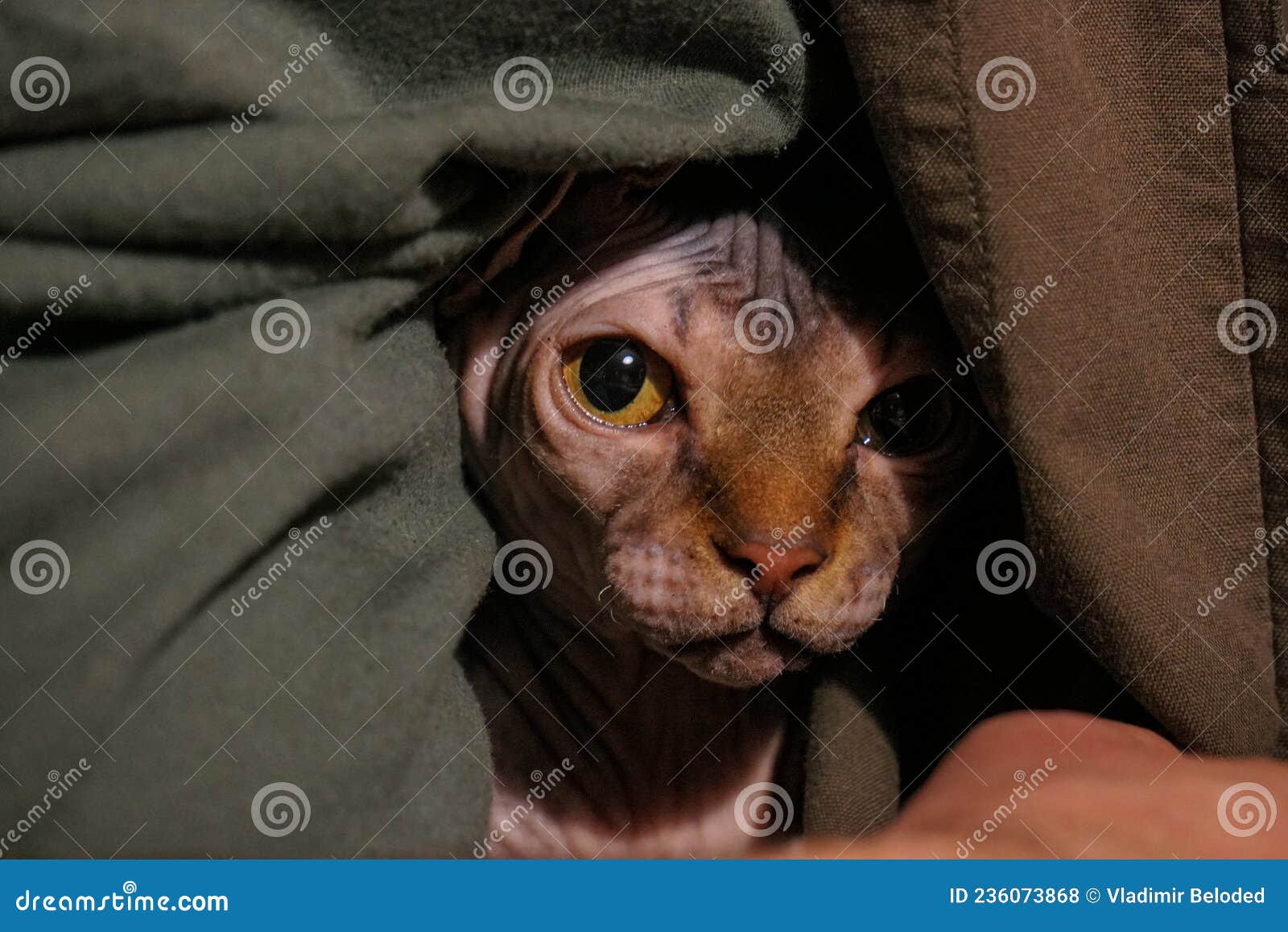 A Sphinx Cat Looks Out of the House. Stock Photo - Image of purebred ...
