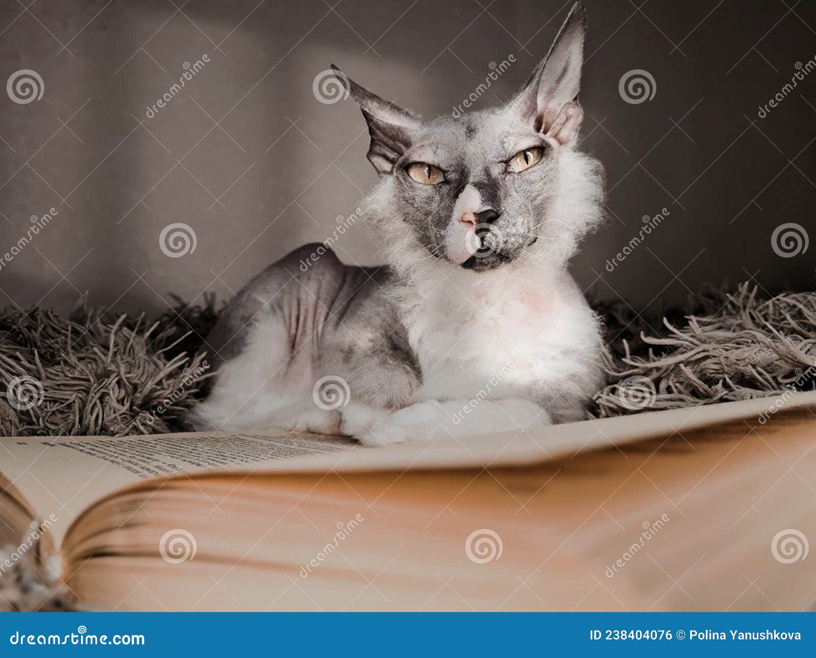 The Sphinx Cat is Lying on a Book Stock Photo - Image of lying, house ...